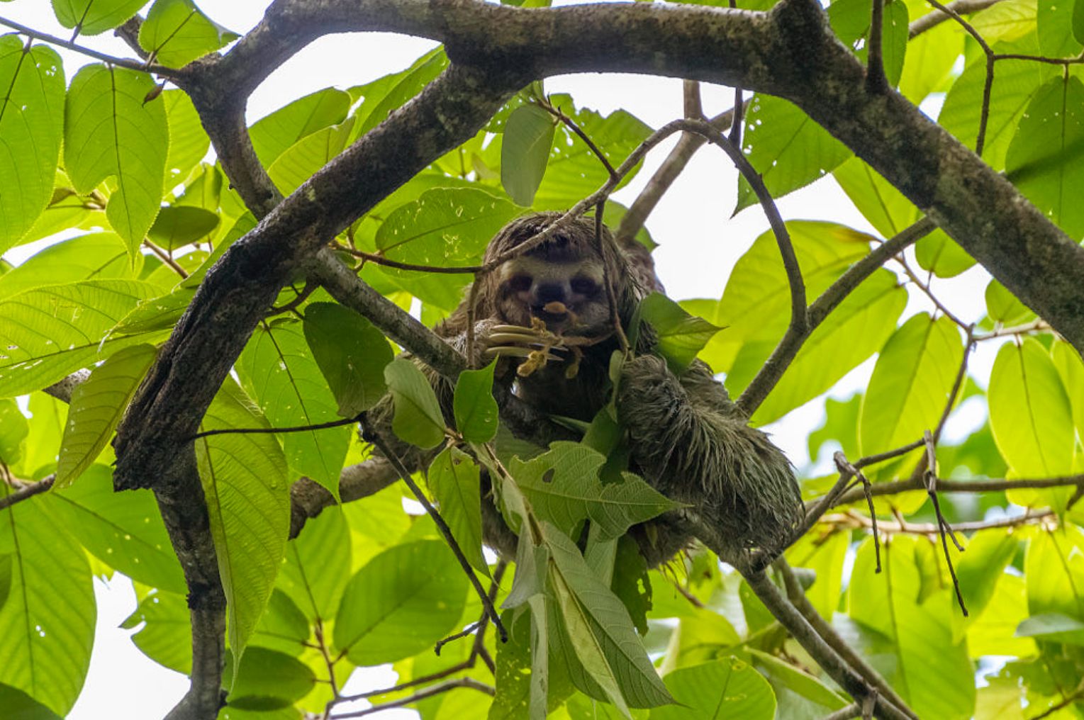 impending noms | Scrolller