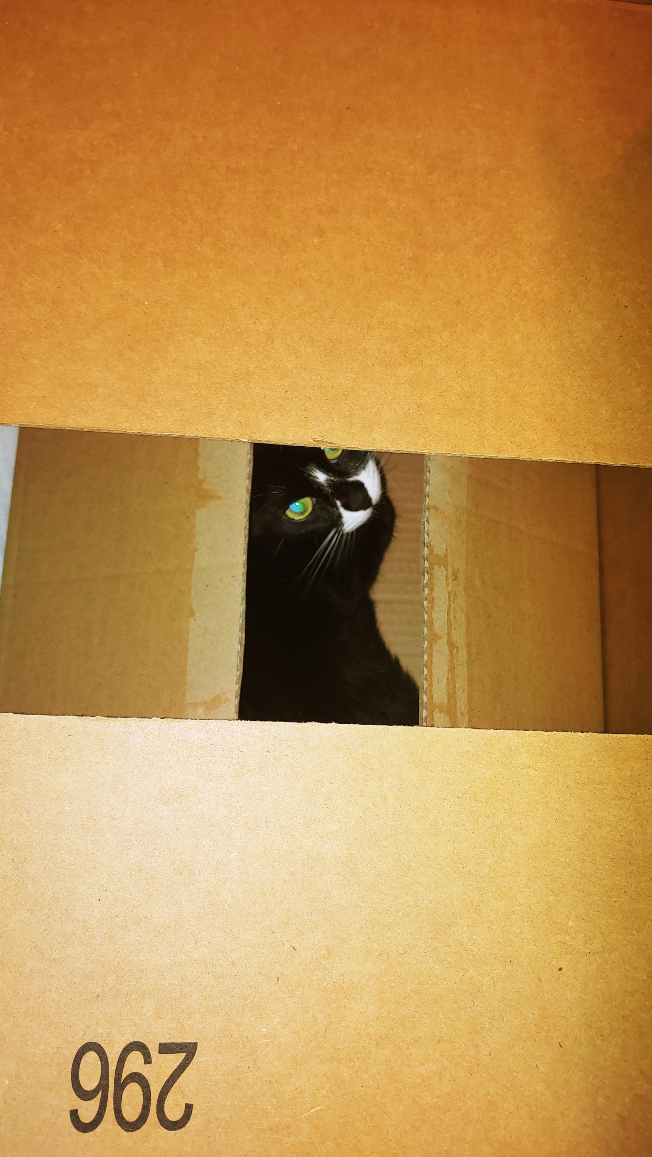 In a box, in a box within another box | Scrolller