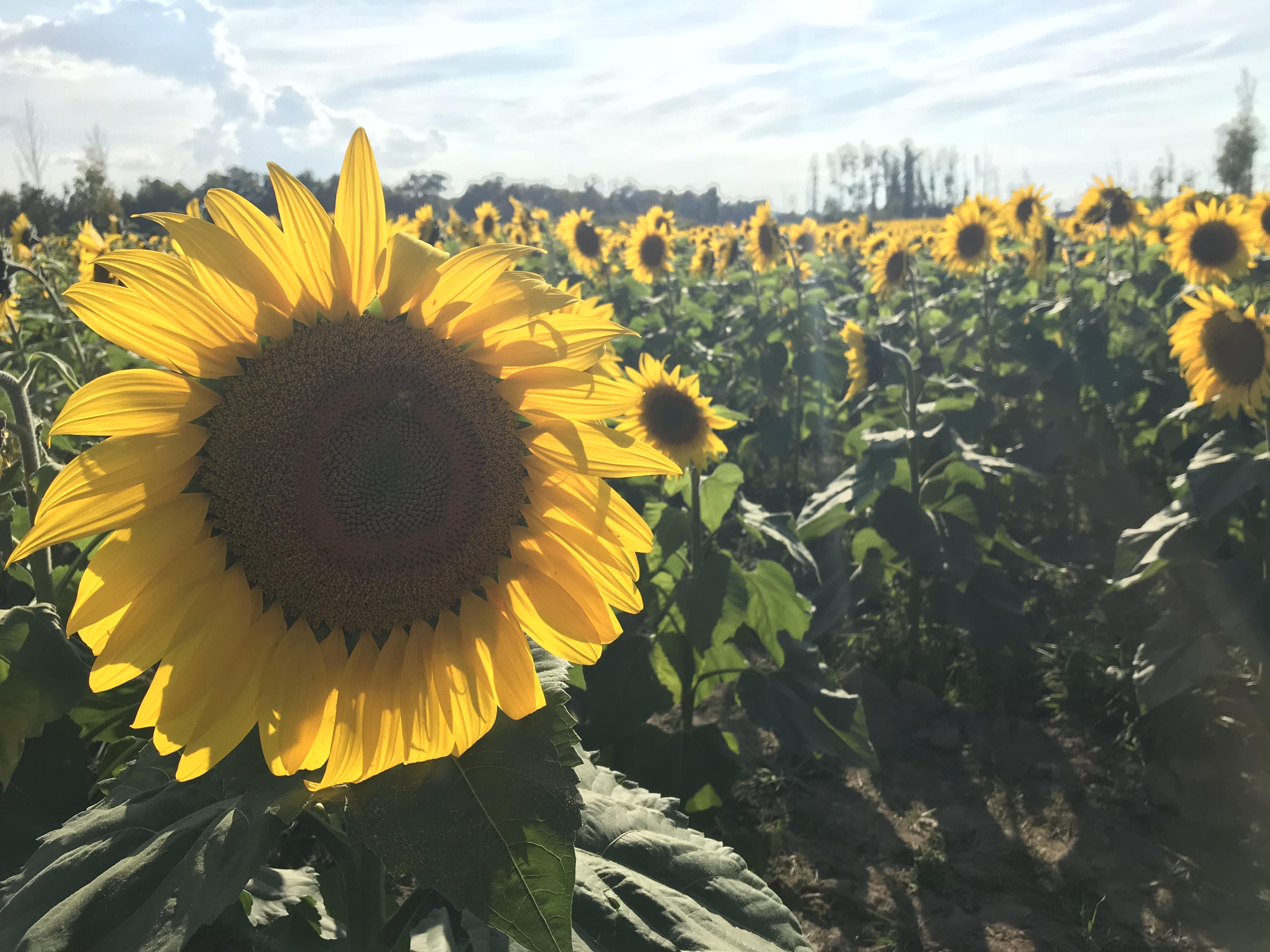 in a field of a 100 sunflowers | Scrolller