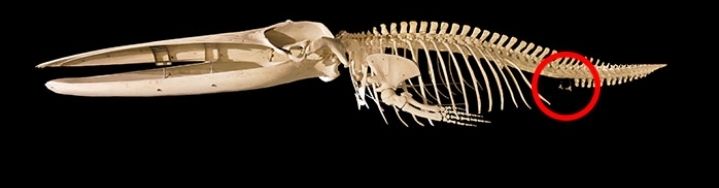 In Dinosaur time whales had legs before they evolved | Scrolller