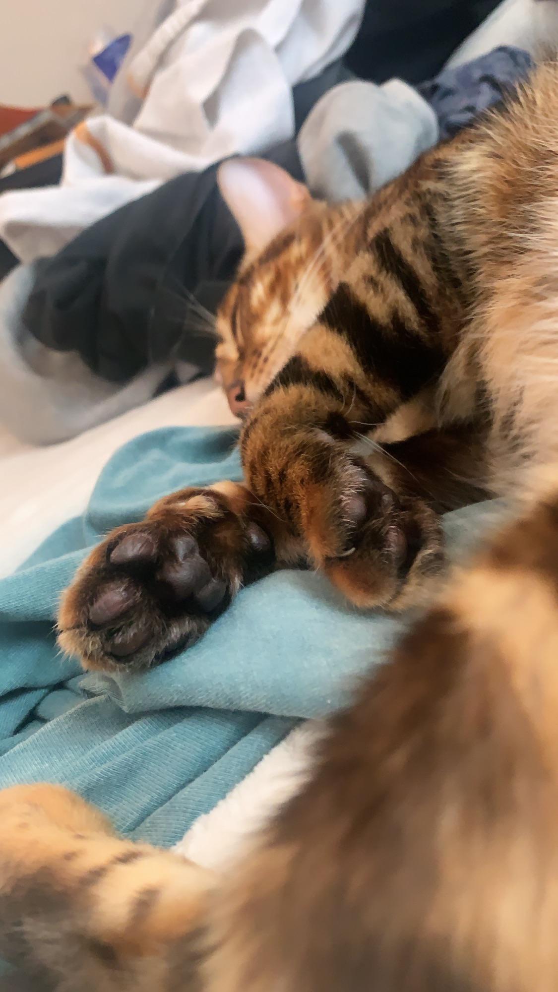 In focus beans | Scrolller