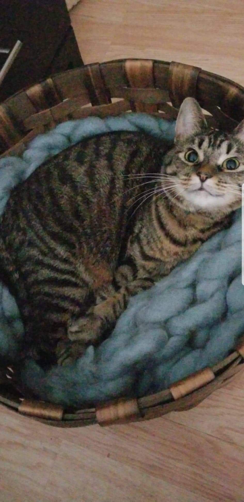 In her basket | Scrolller