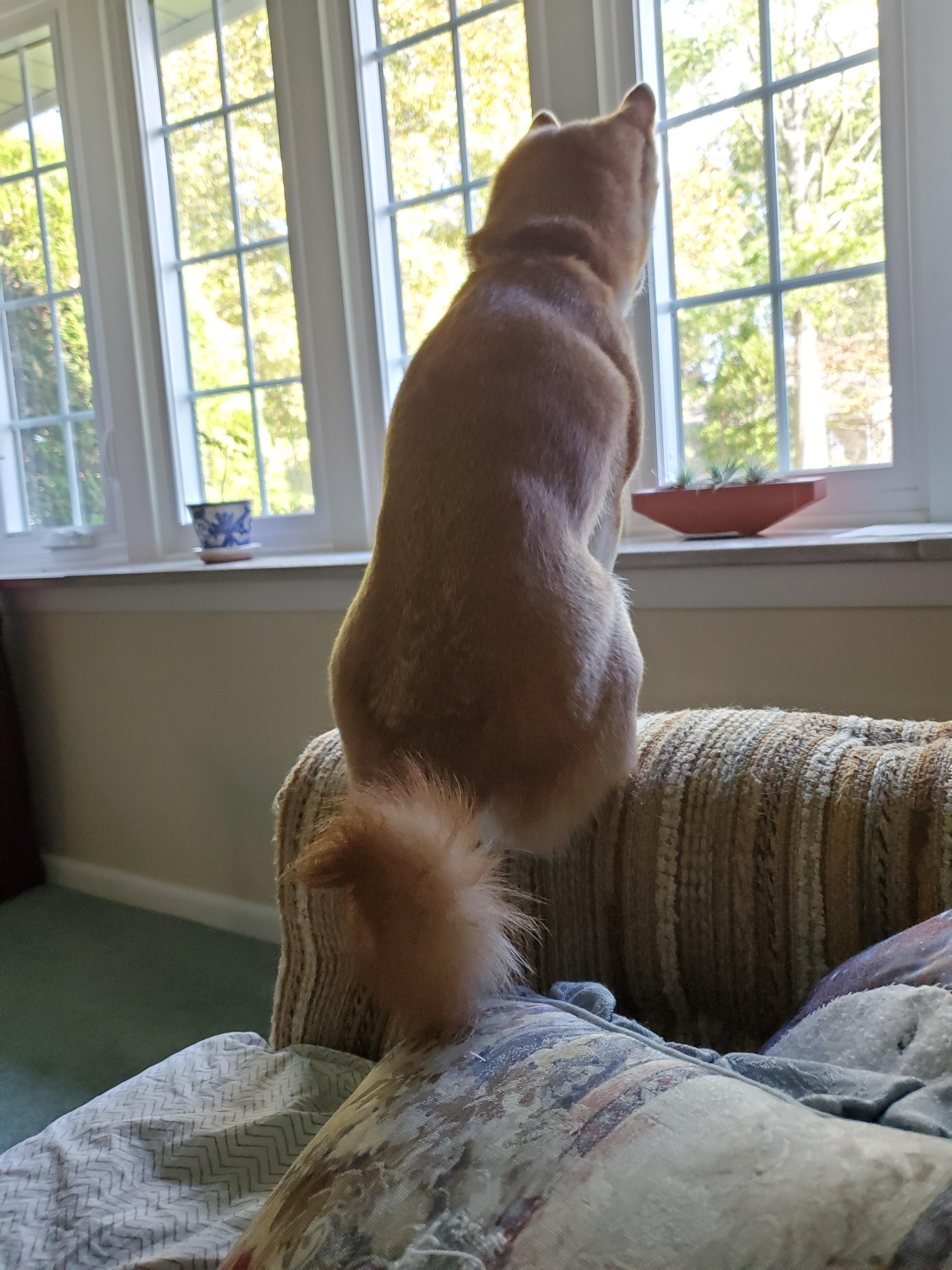 Discover more like Shiba: In his usual perch and Related Content | Scrolller