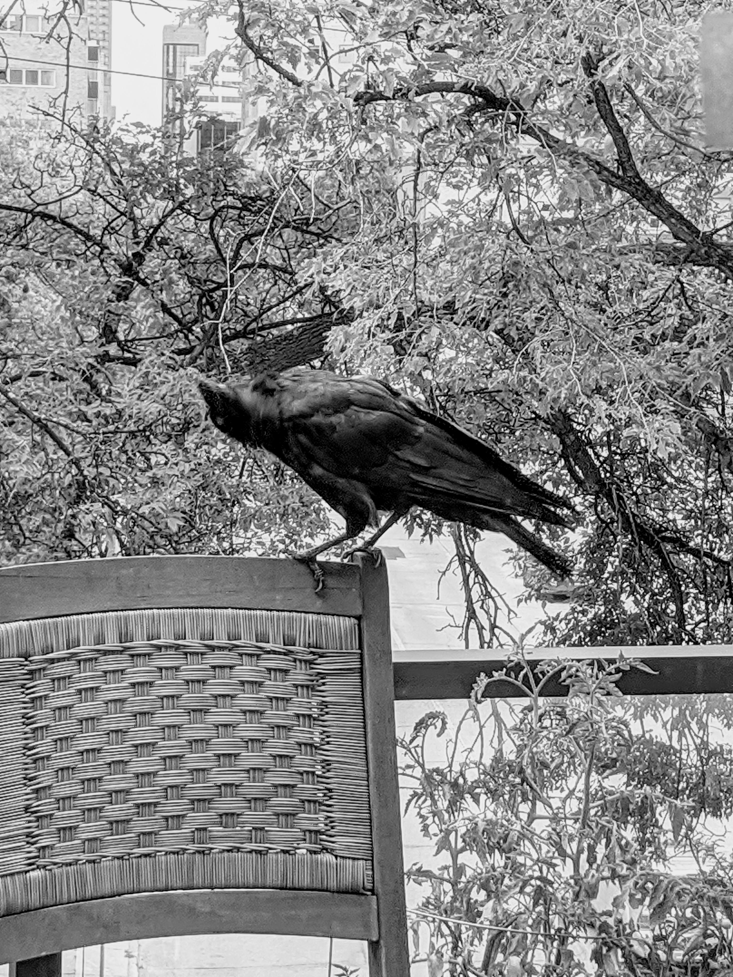 In honour of the start of October, here is one of my balcony crows being spooky. | Scrolller
