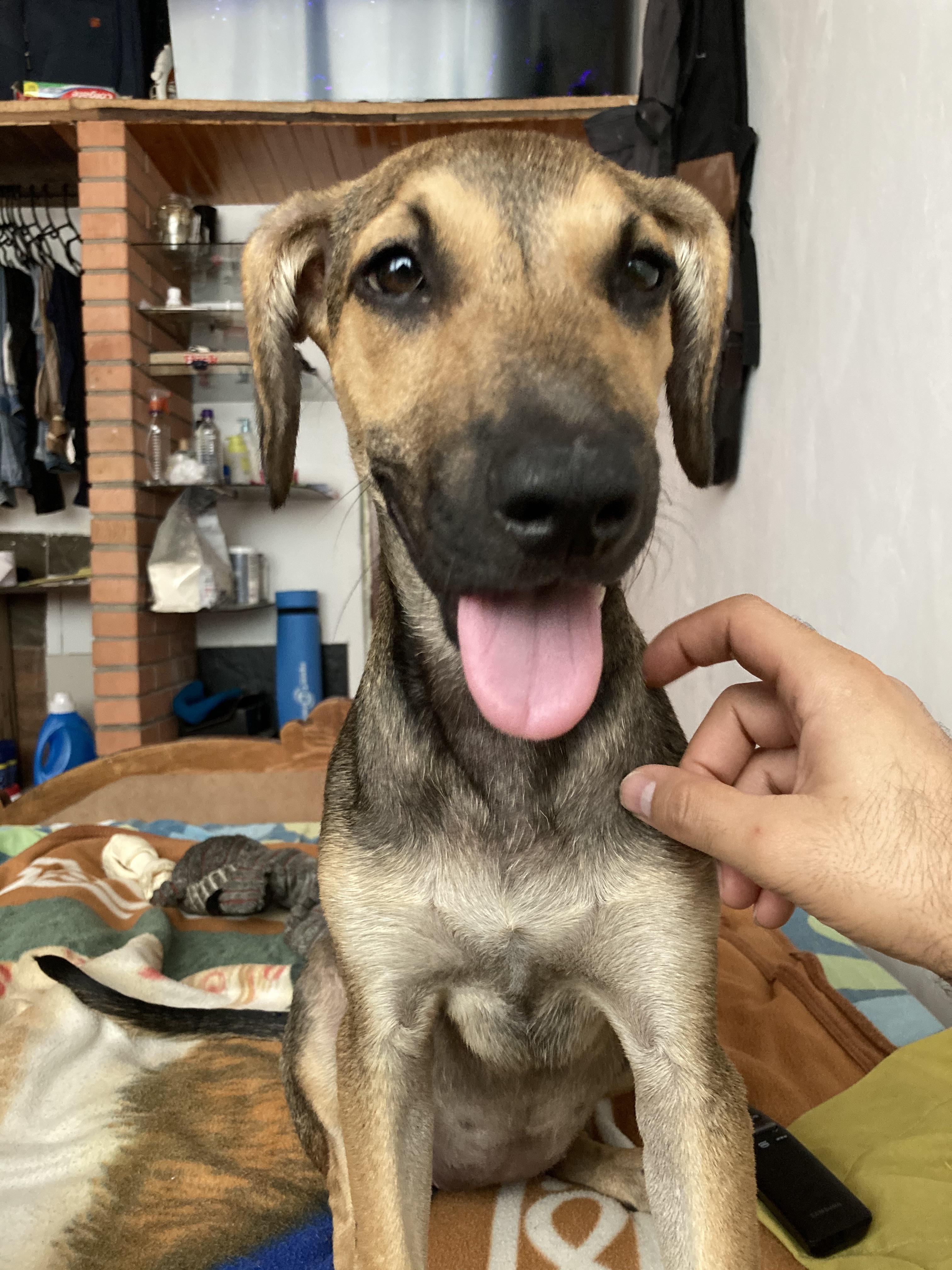 Indie the doggo | Scrolller