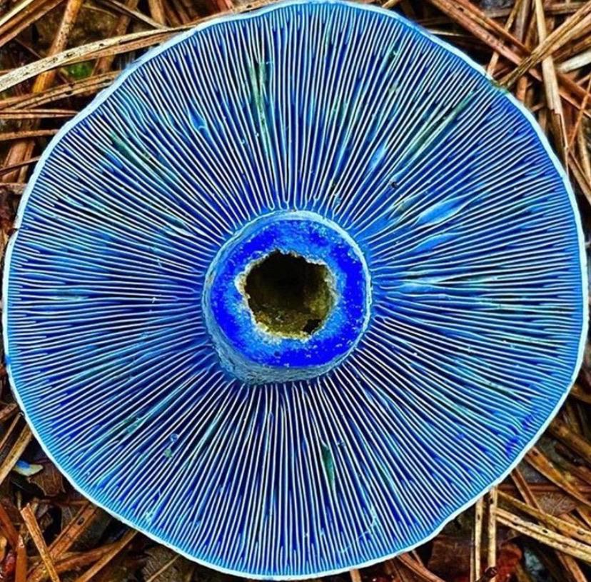 Indigo milk cap mushroom | Scrolller