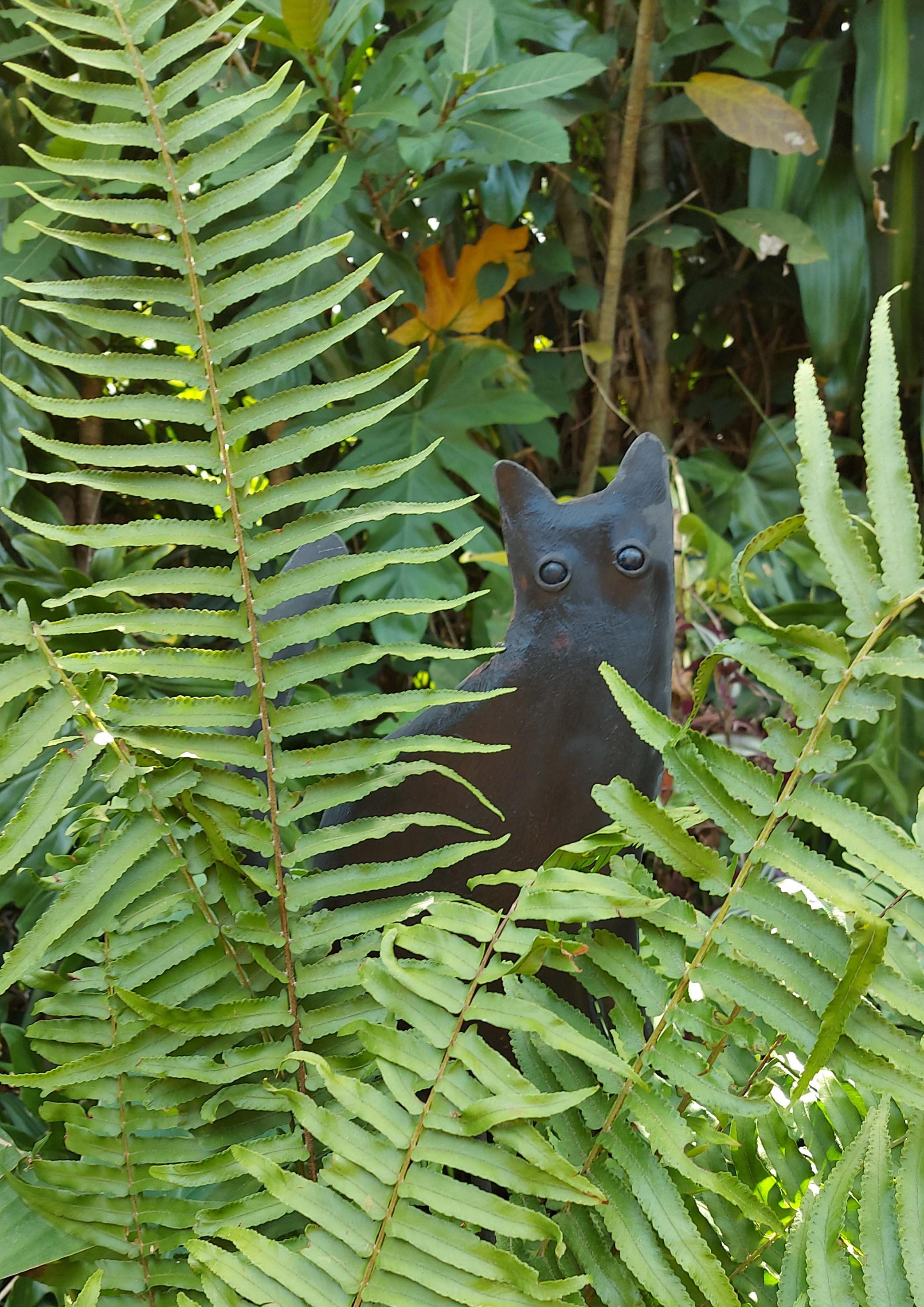 Inedible catfruit | Scrolller