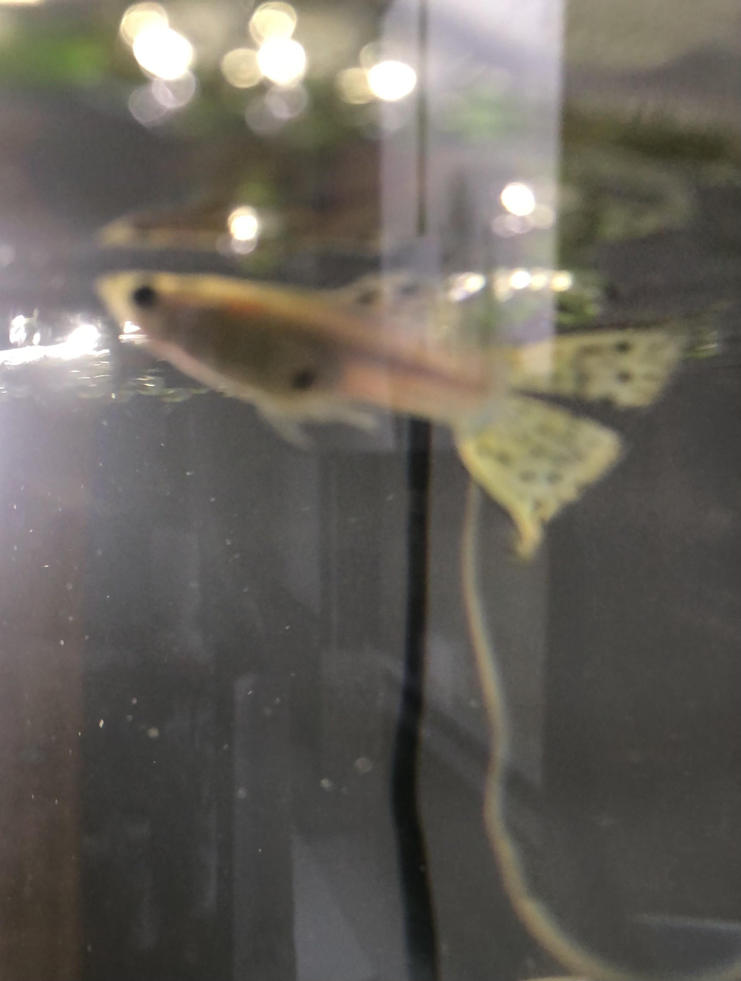 Injured guppy, what do I do? | Scrolller