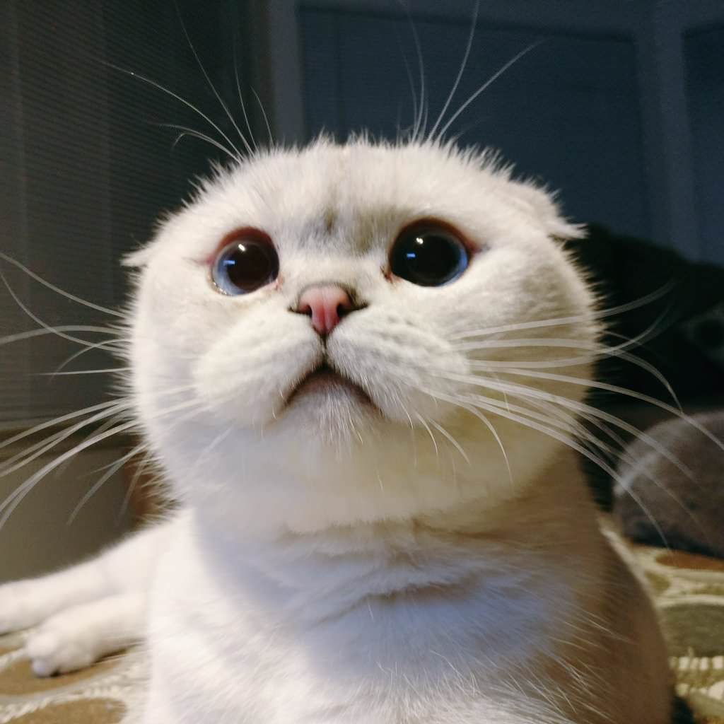 Innocence | Scrolller