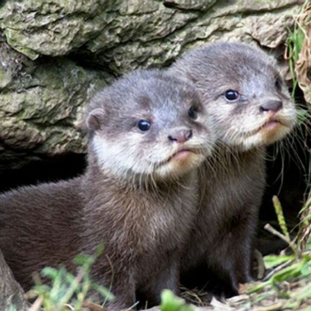 Innocent and Cute Baby Otters | Scrolller