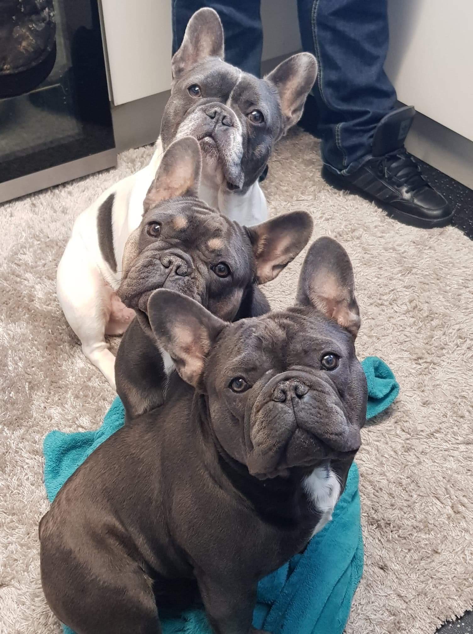 Inquisitive frenchies | Scrolller