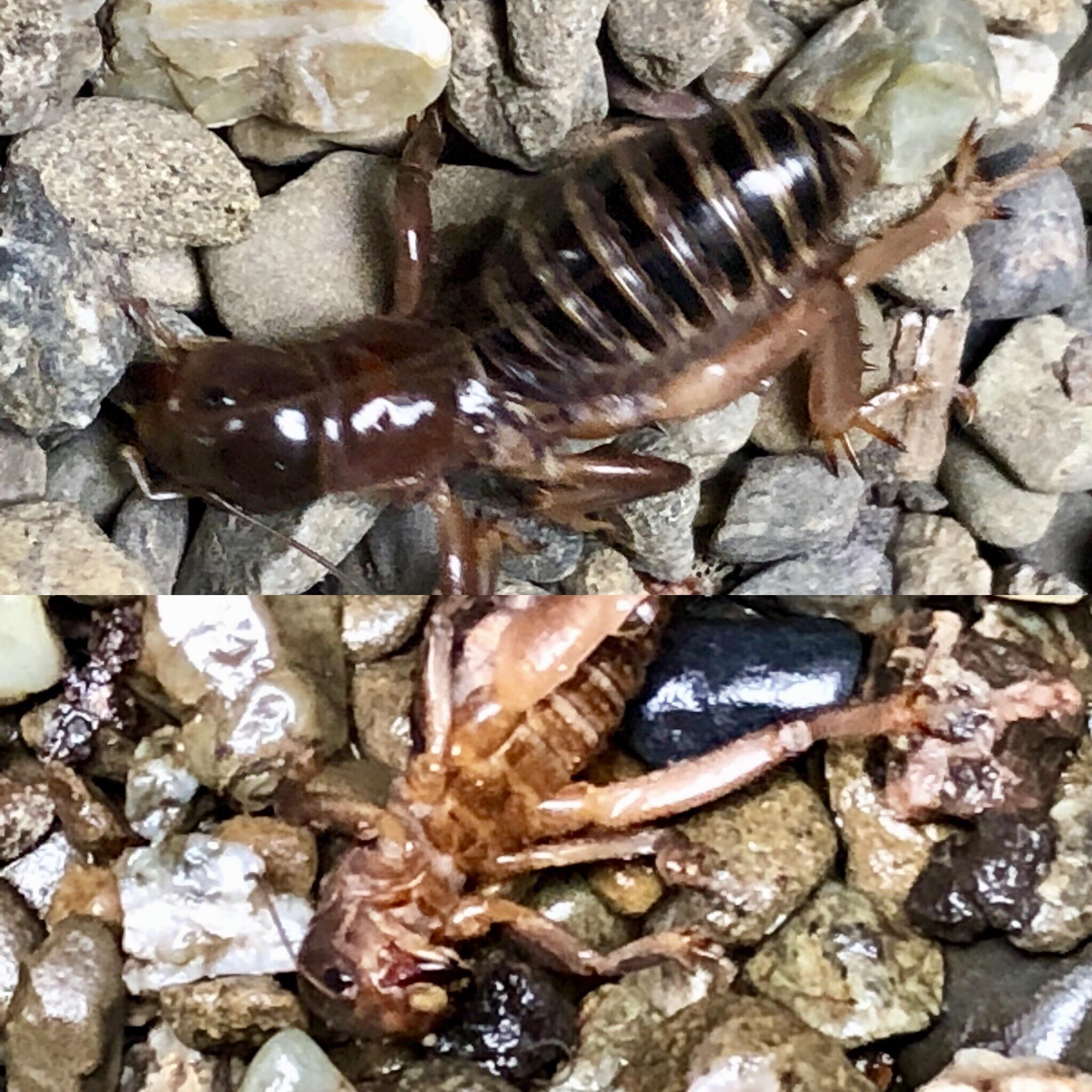 Insect or alien species? | Scrolller