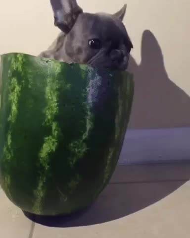 Inside a watermelon | Scrolller