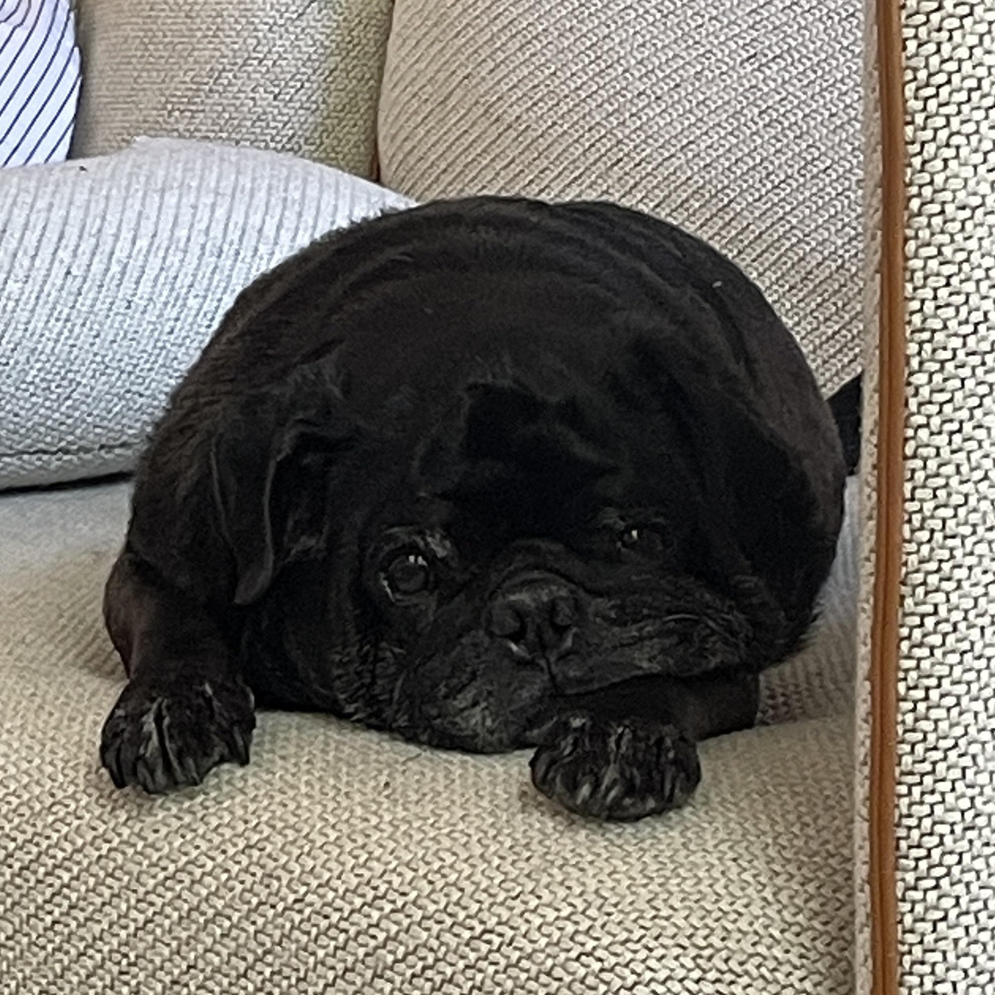 Insta @stewie_the_pugs | Scrolller