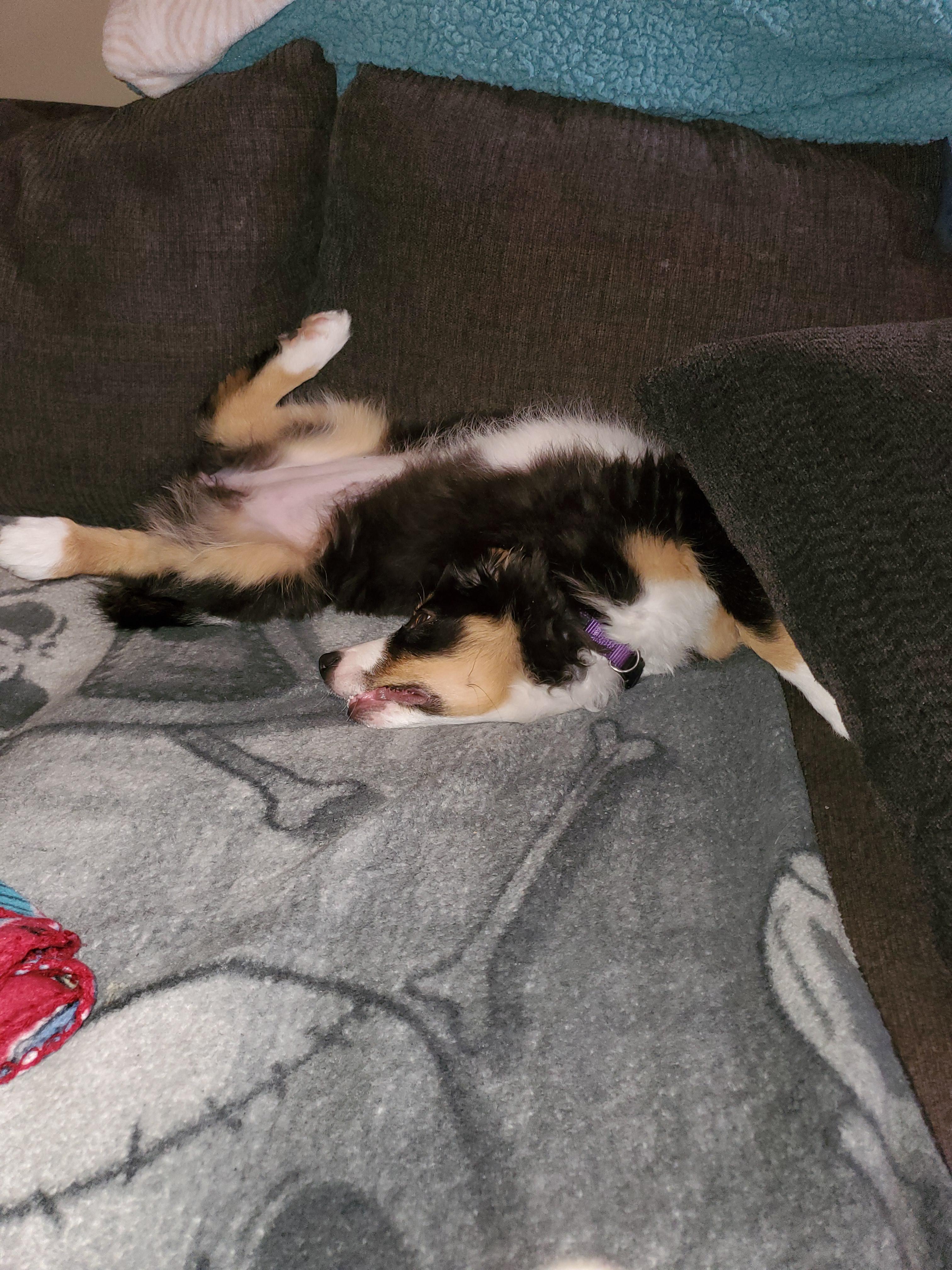 Instructions unclear | Scrolller