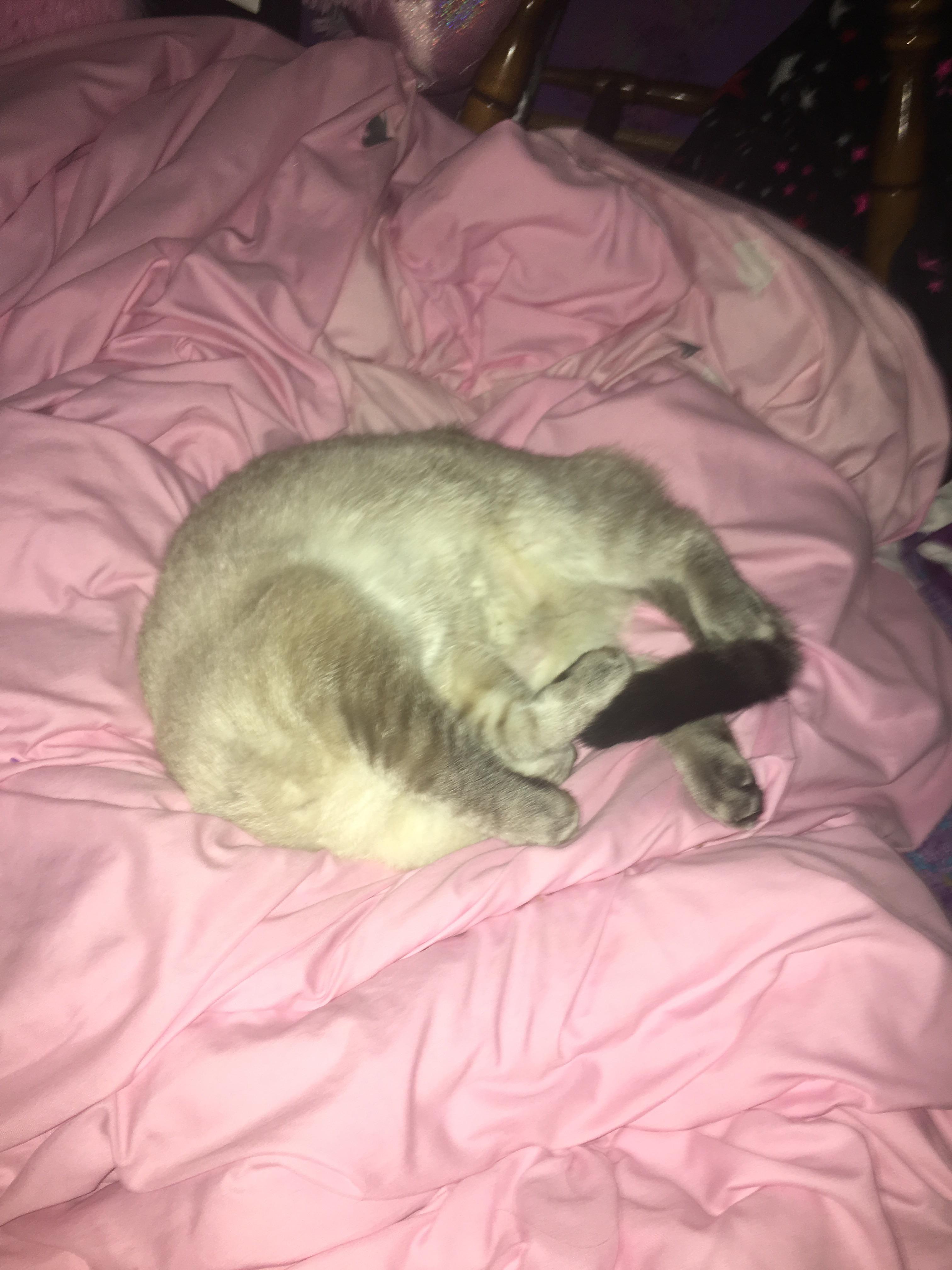 Instructions Unclear Cat Assembled Wrong Scrolller instructions-unclear-cat-assembled-wrong-scrolller