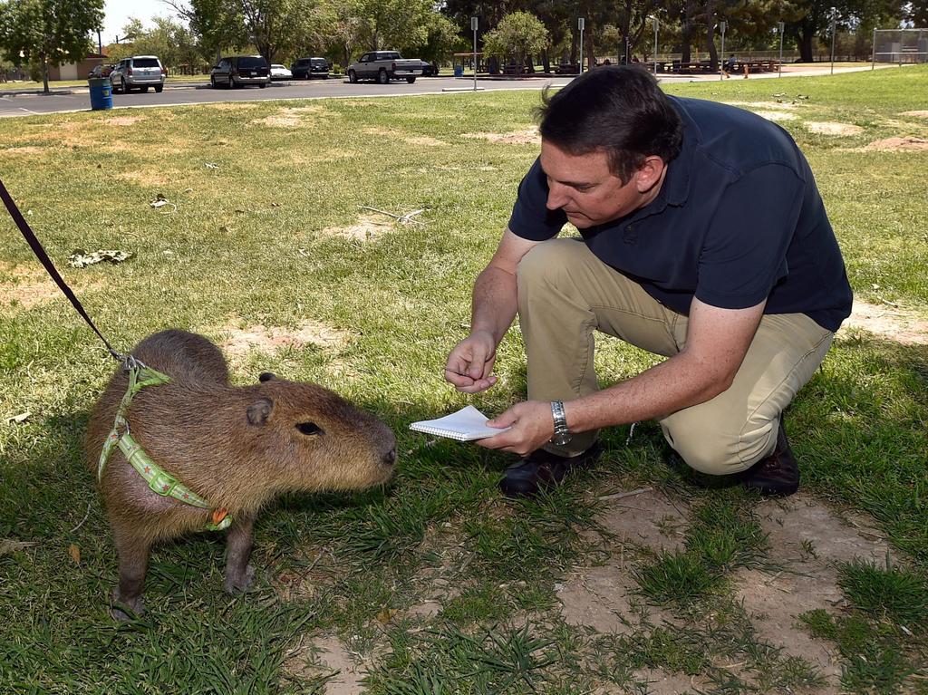 Interview with a capybara | Scrolller