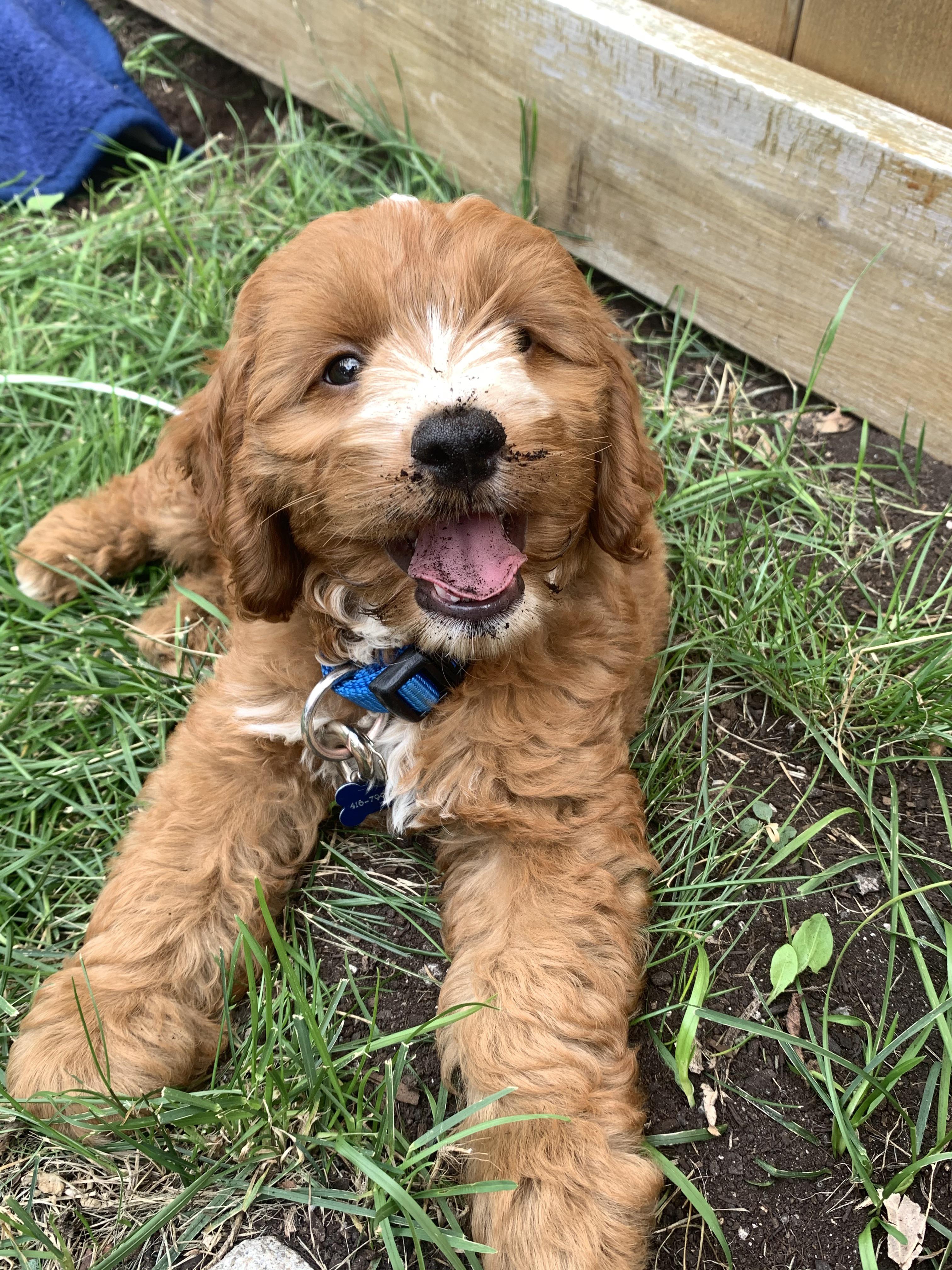 Introducing Archie | Scrolller