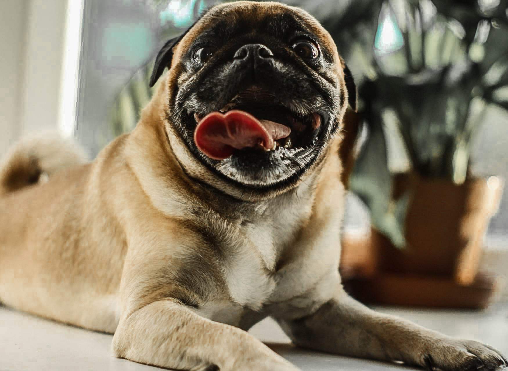 Introducing Buzz | Scrolller