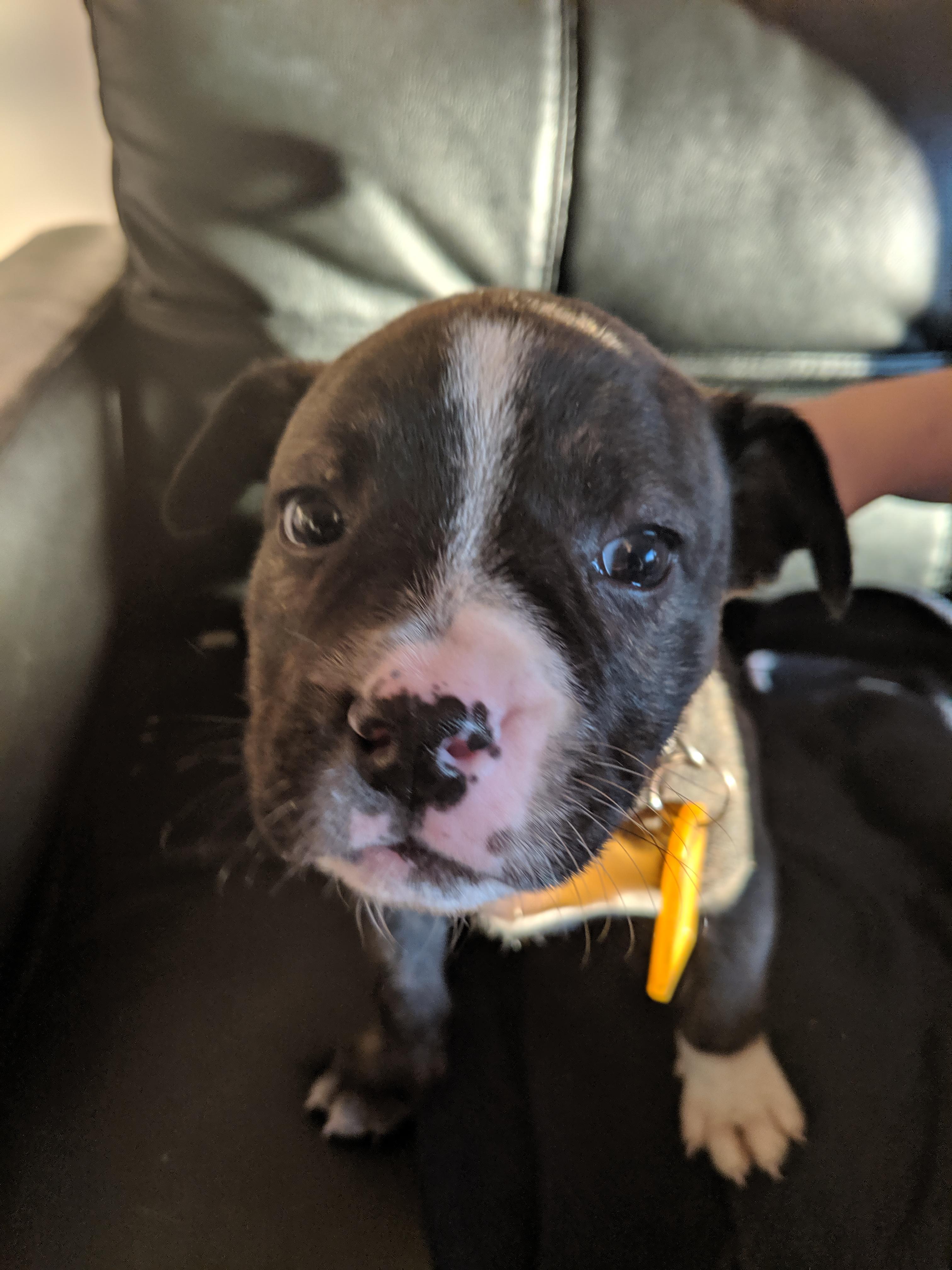 Introducing my daughter new puppy Arya. She was going to name it Duchess but the pups a little ...