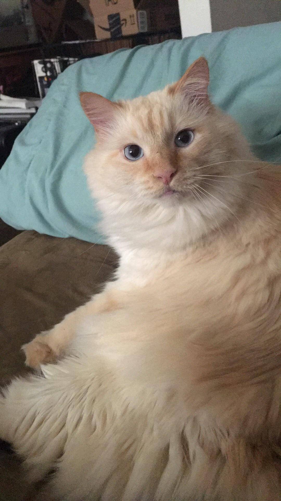 Introducing my fluffy demon, Lucifer | Scrolller