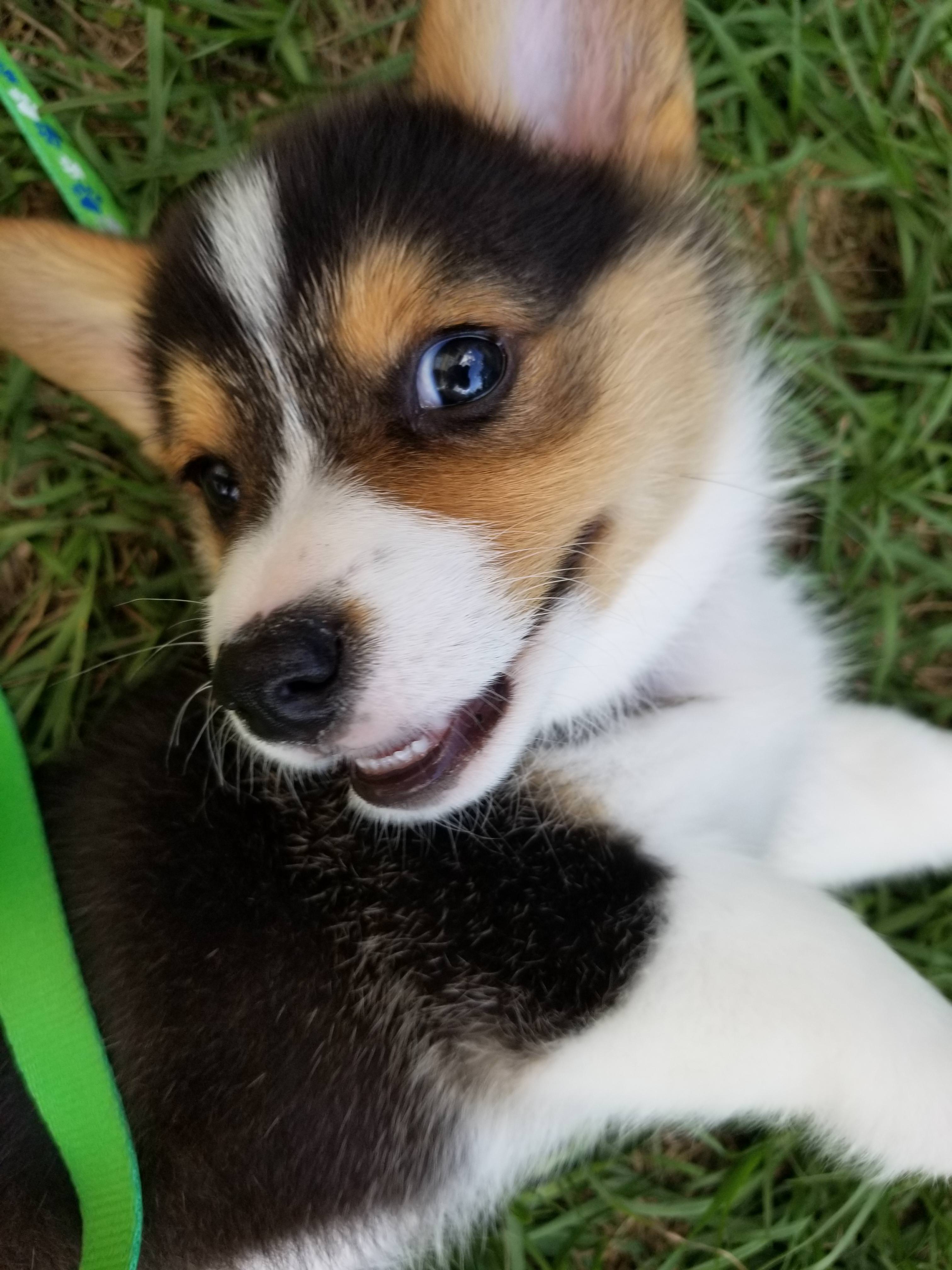 Introducing our new pup Luna! 9 weeks old! | Scrolller