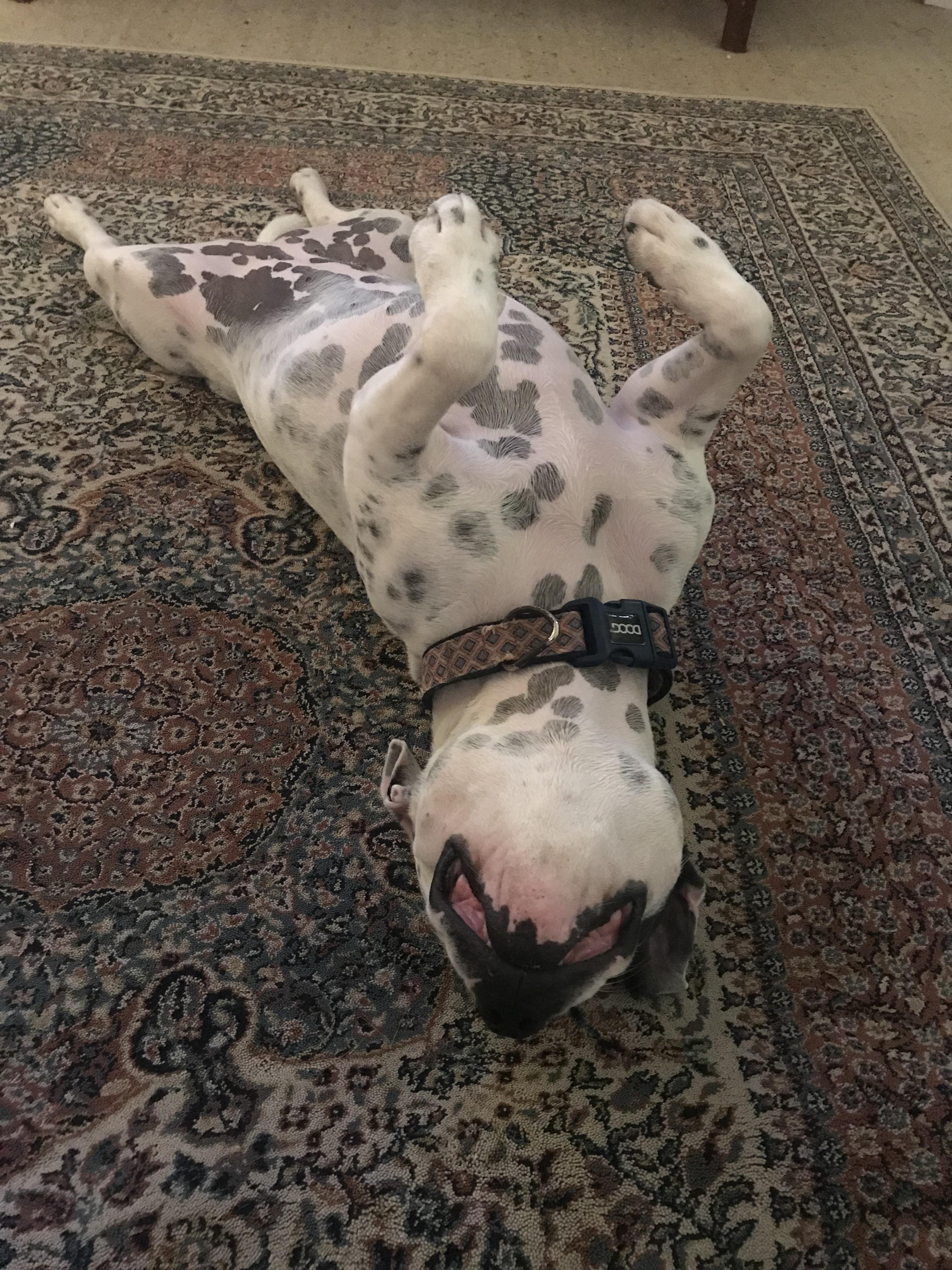 Inverted hippo pose . | Scrolller