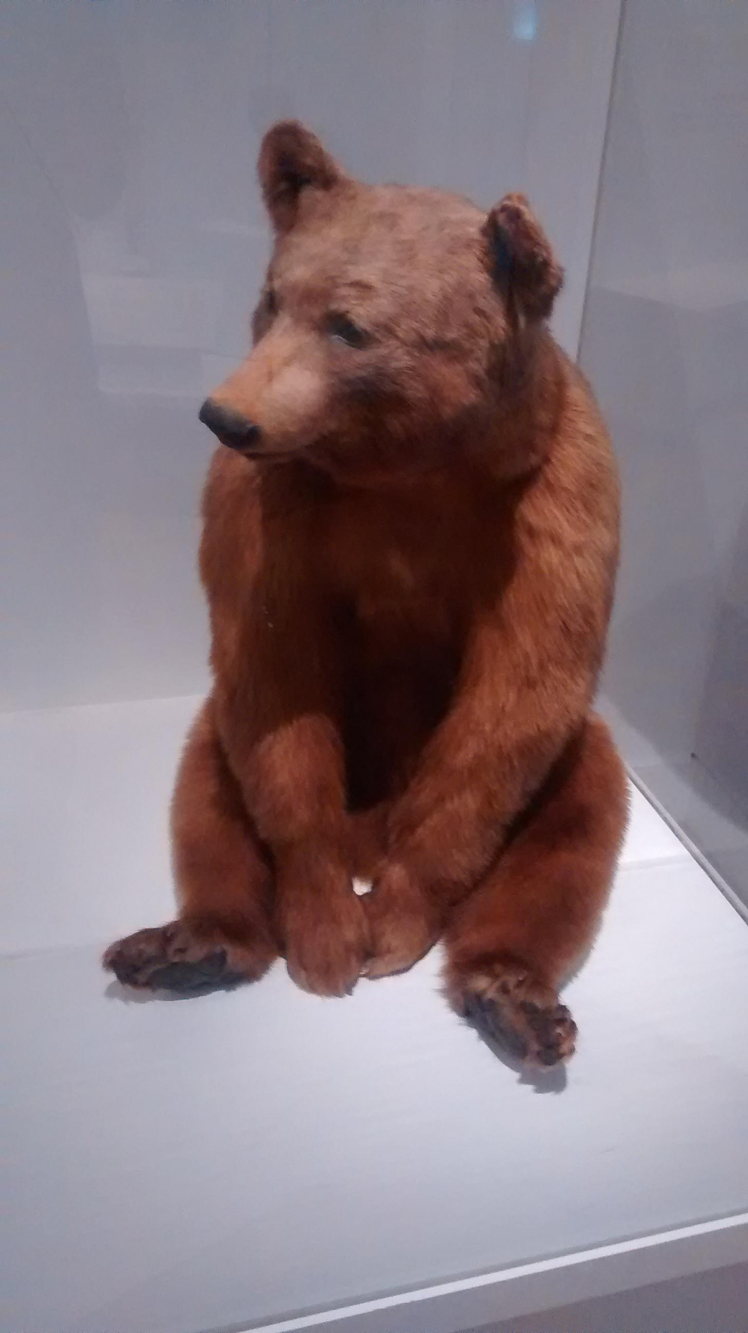 Invest in sad bear | Scrolller