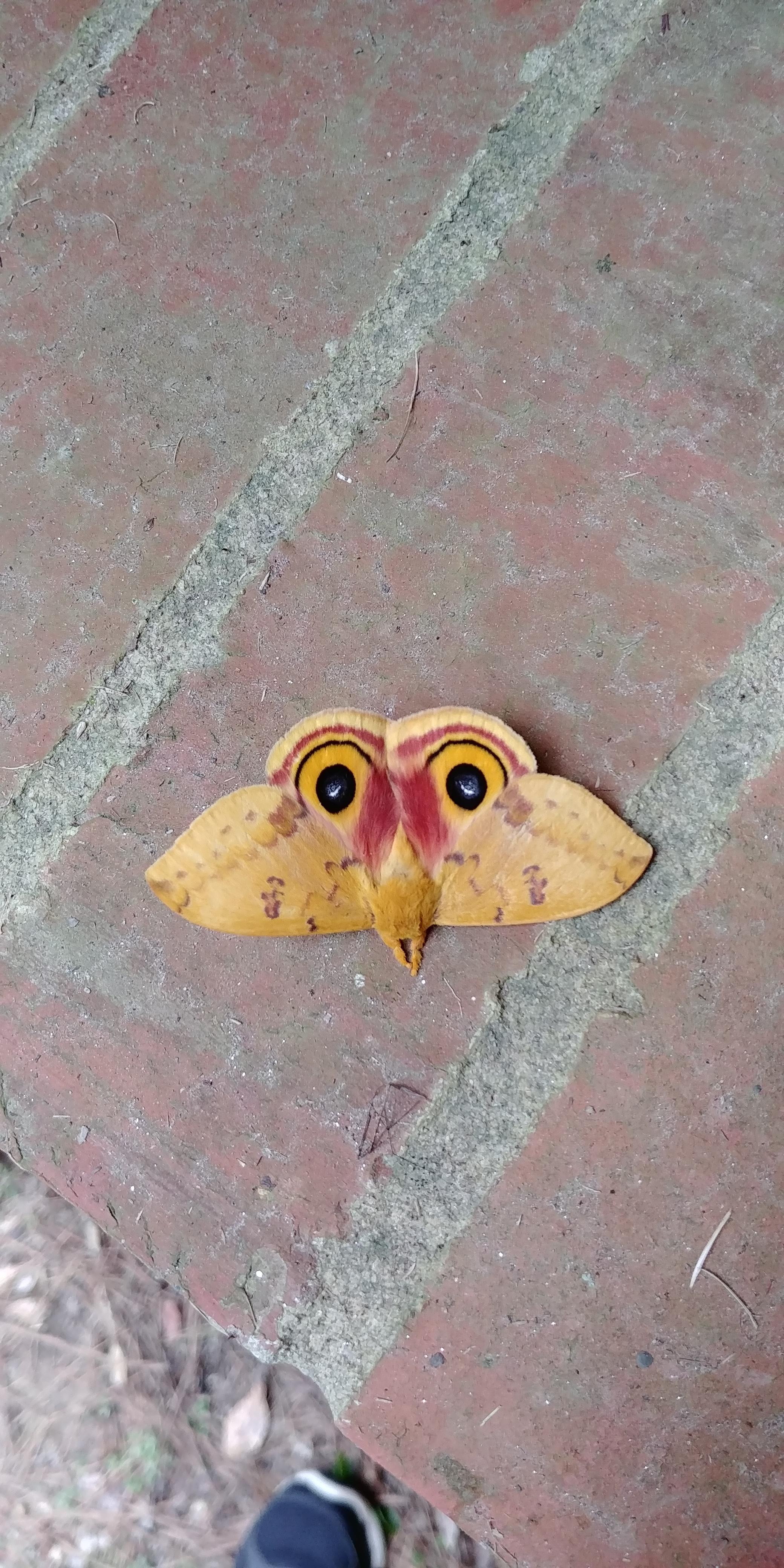 Io Moth, Auburn, Alabama, USA | Scrolller