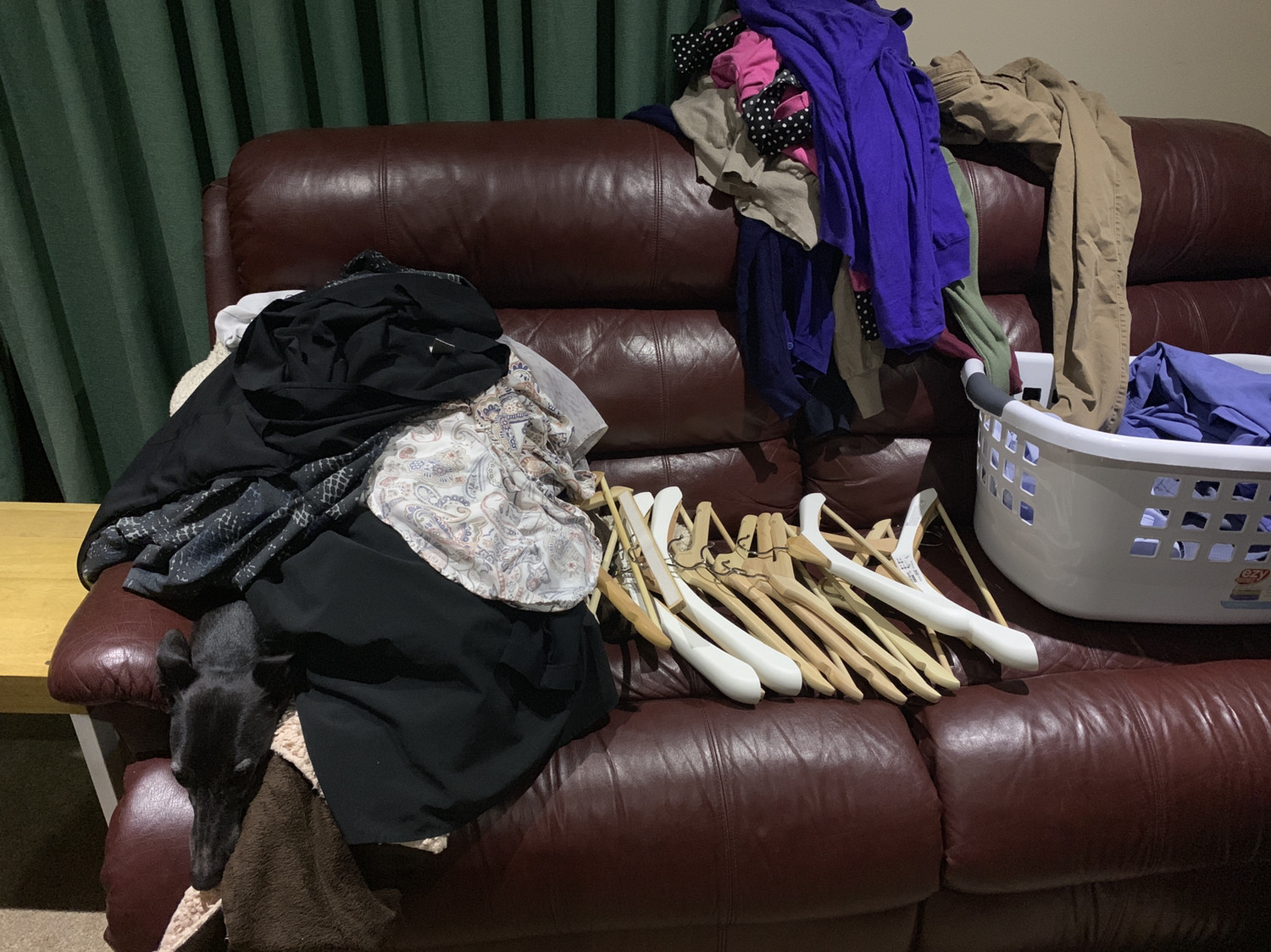 Ironing day... where’s whippet? | Scrolller