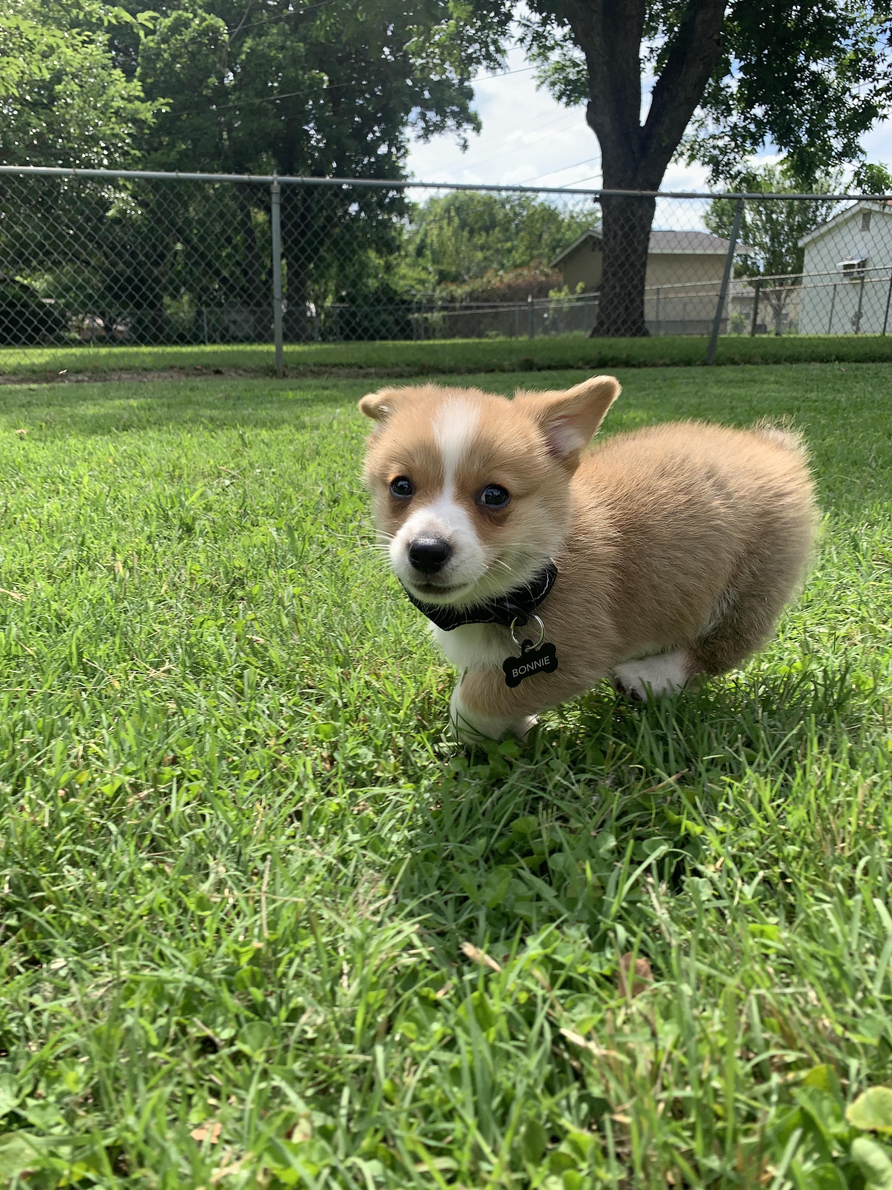 is it ever too early for corgis to shed? ms bonnie loving our backyard | Scrolller