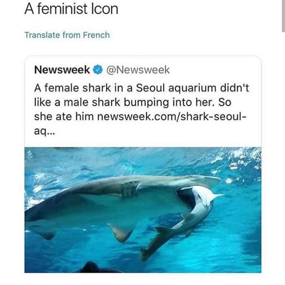 Is that female shark really tho? | Scrolller