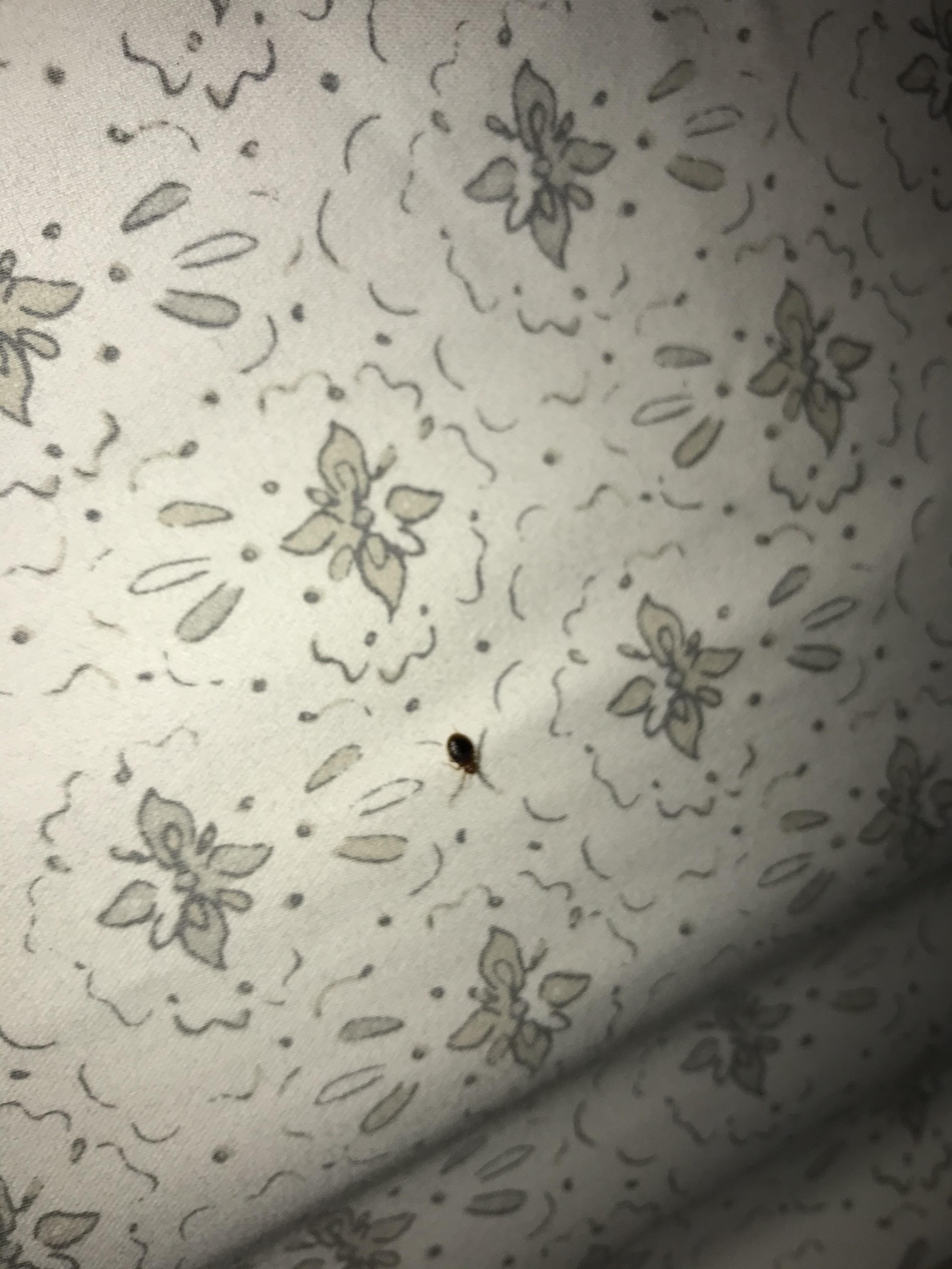 Is this a bed bug? | Scrolller