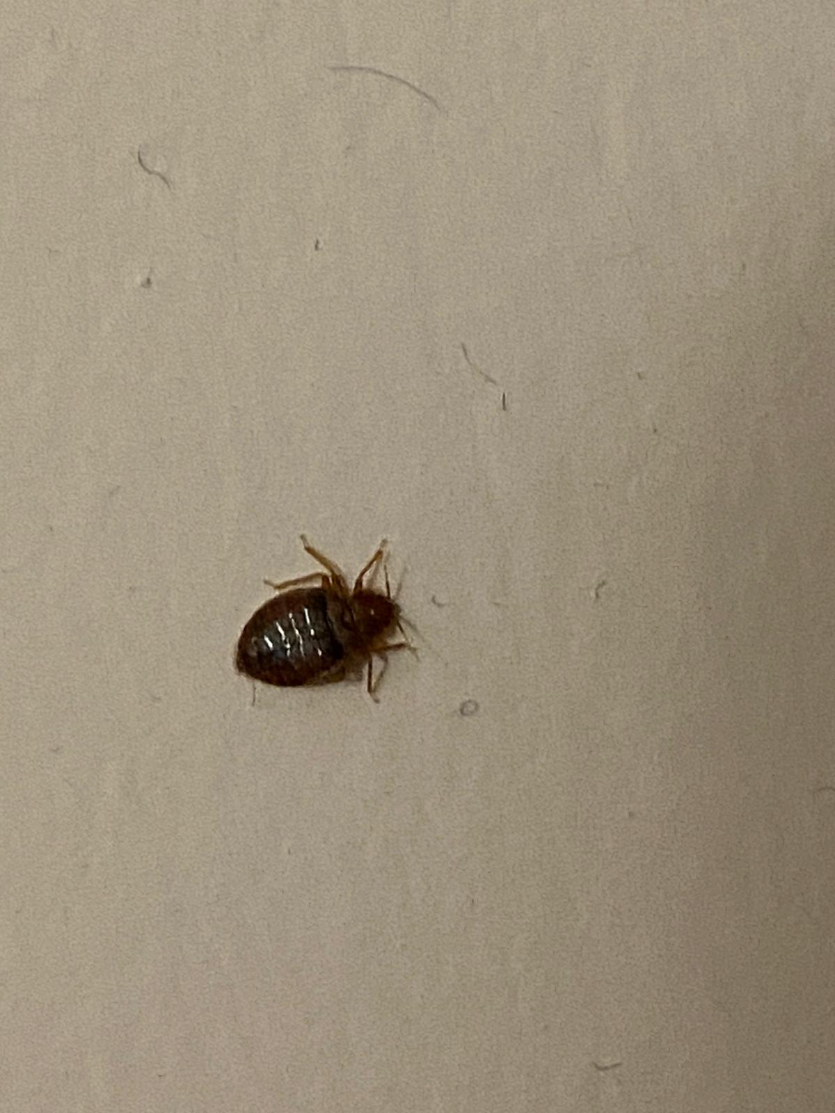 Is this a bed bug? | Scrolller