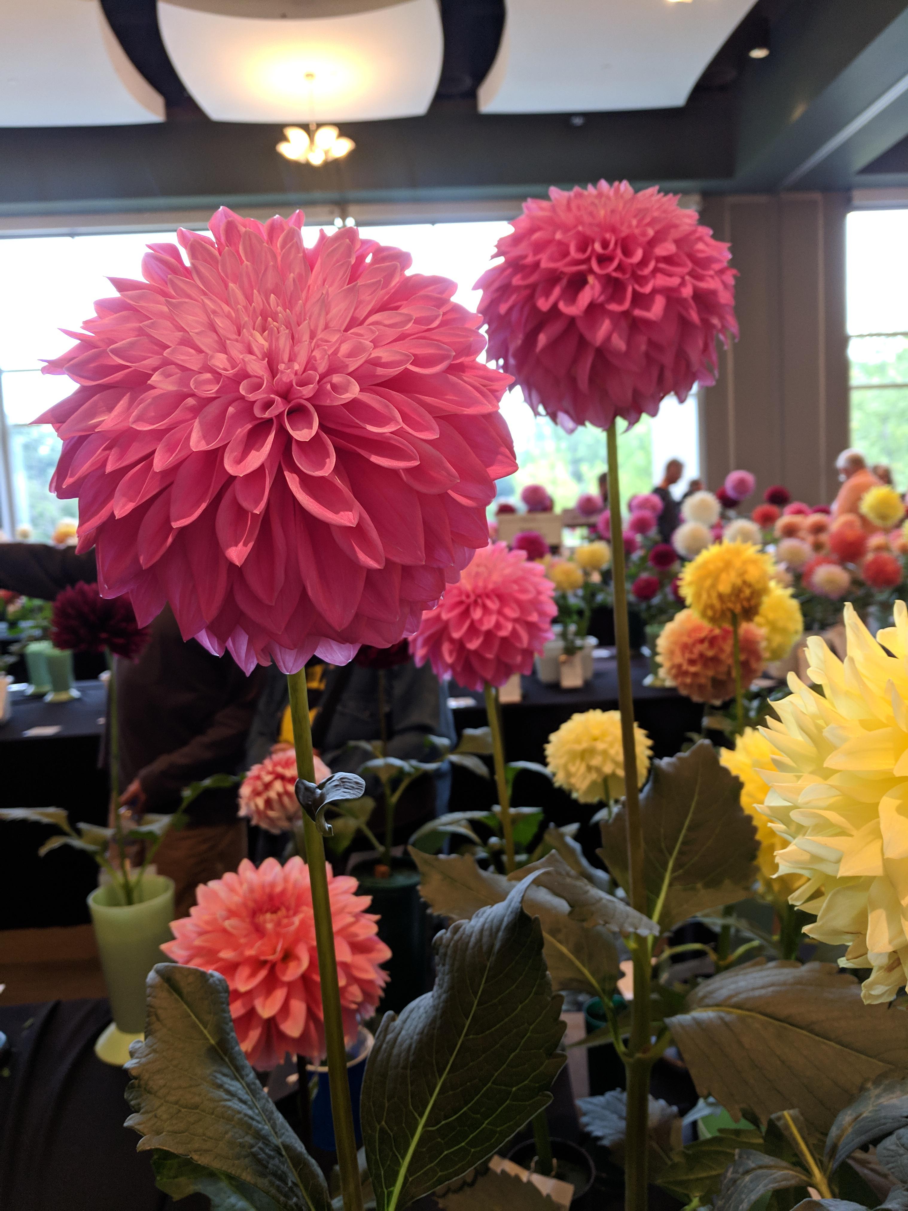 Is this a Dahlia show or am i in "The Lorax"? | Scrolller