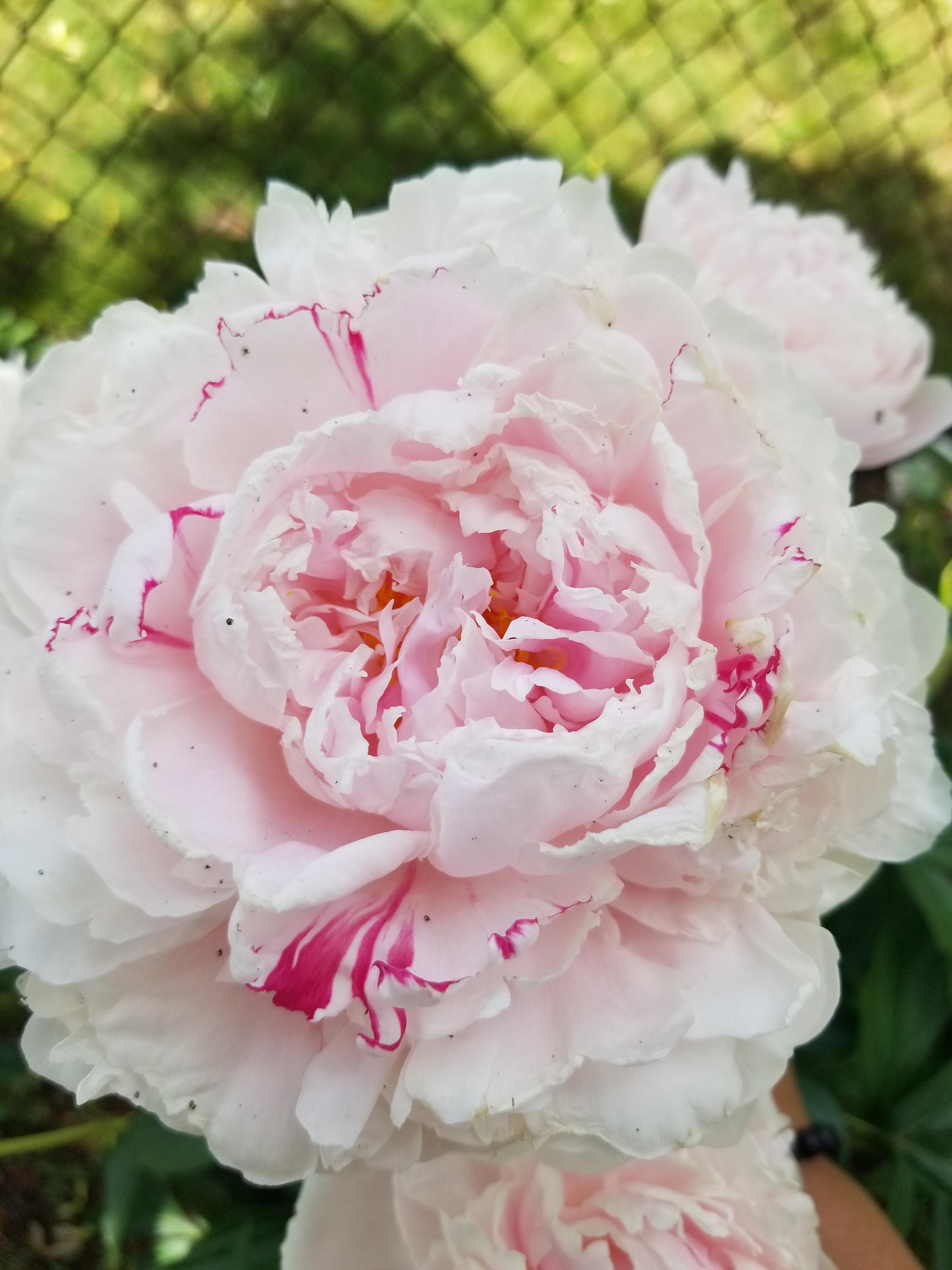 Is this a Sarah Bernhardt peony? | Scrolller