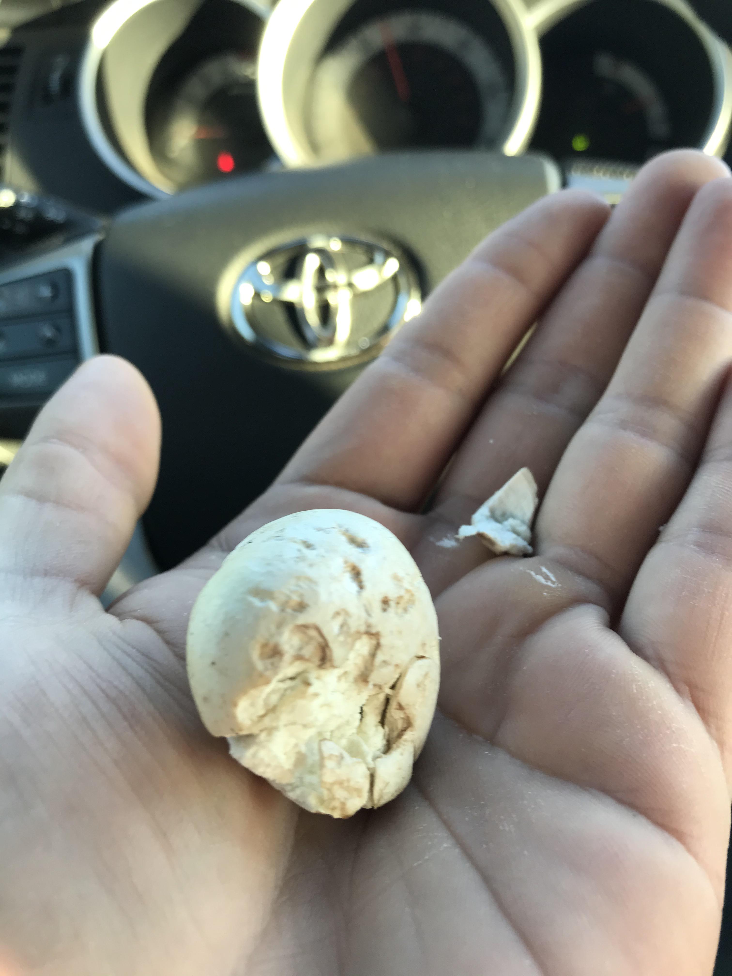 Is this an edible puffball? | Scrolller