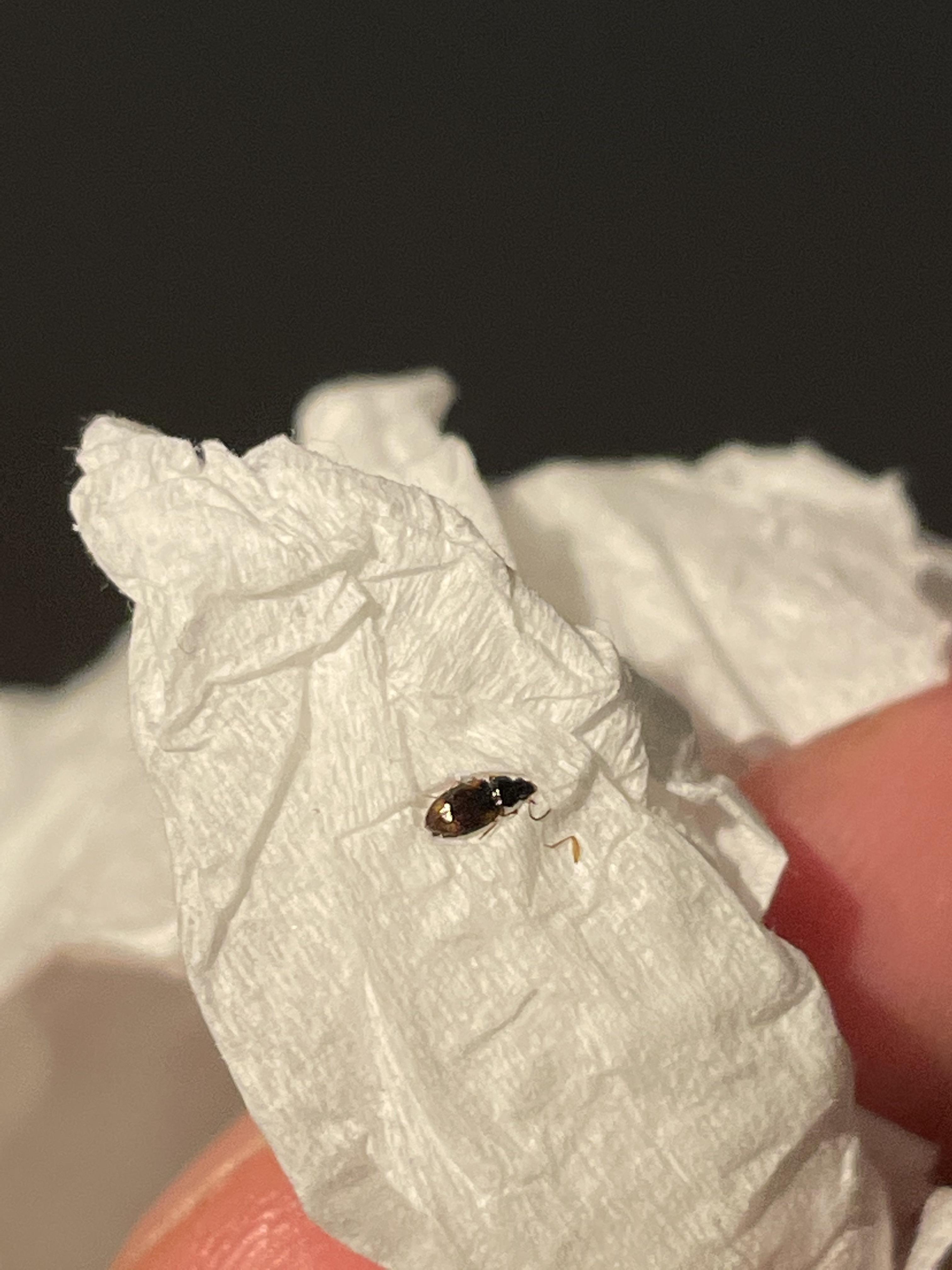 Is this bed bug? | Scrolller