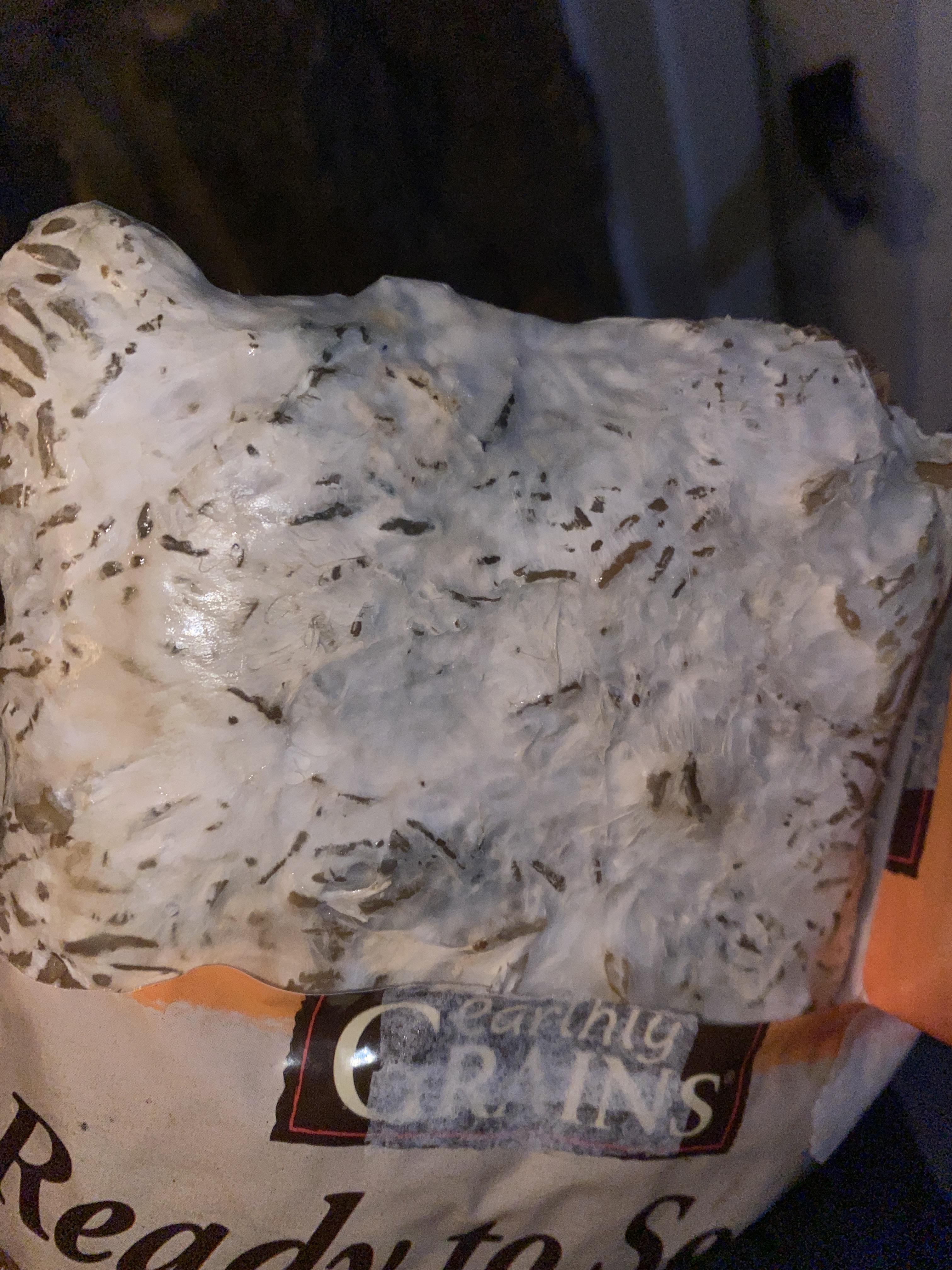 Is this Healthy mycelium? still good to go? | Scrolller