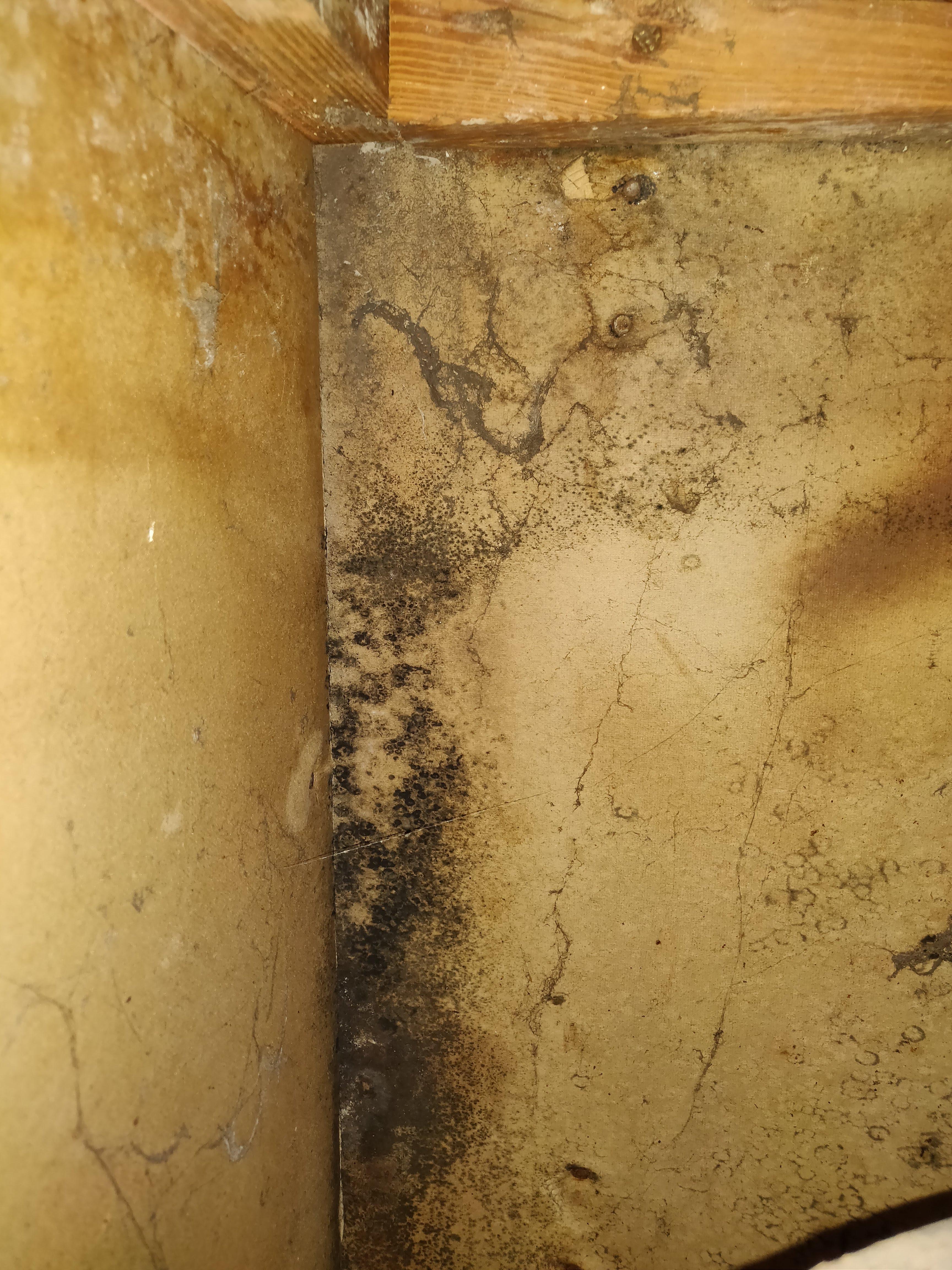 Is this mold? | Scrolller