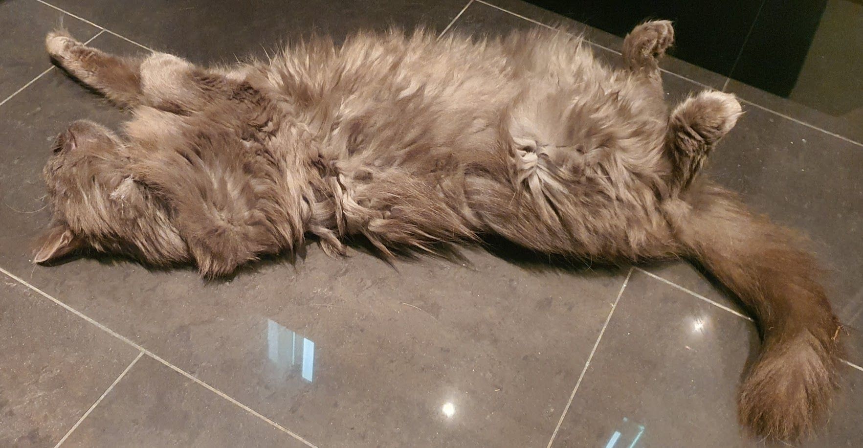 Is this the official Nebelung stance? | Scrolller