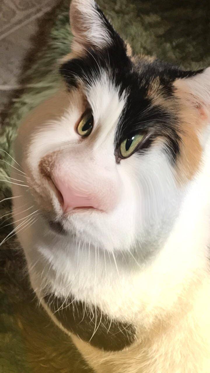 My pretty calico kitty 😍😂😂 | Scrolller