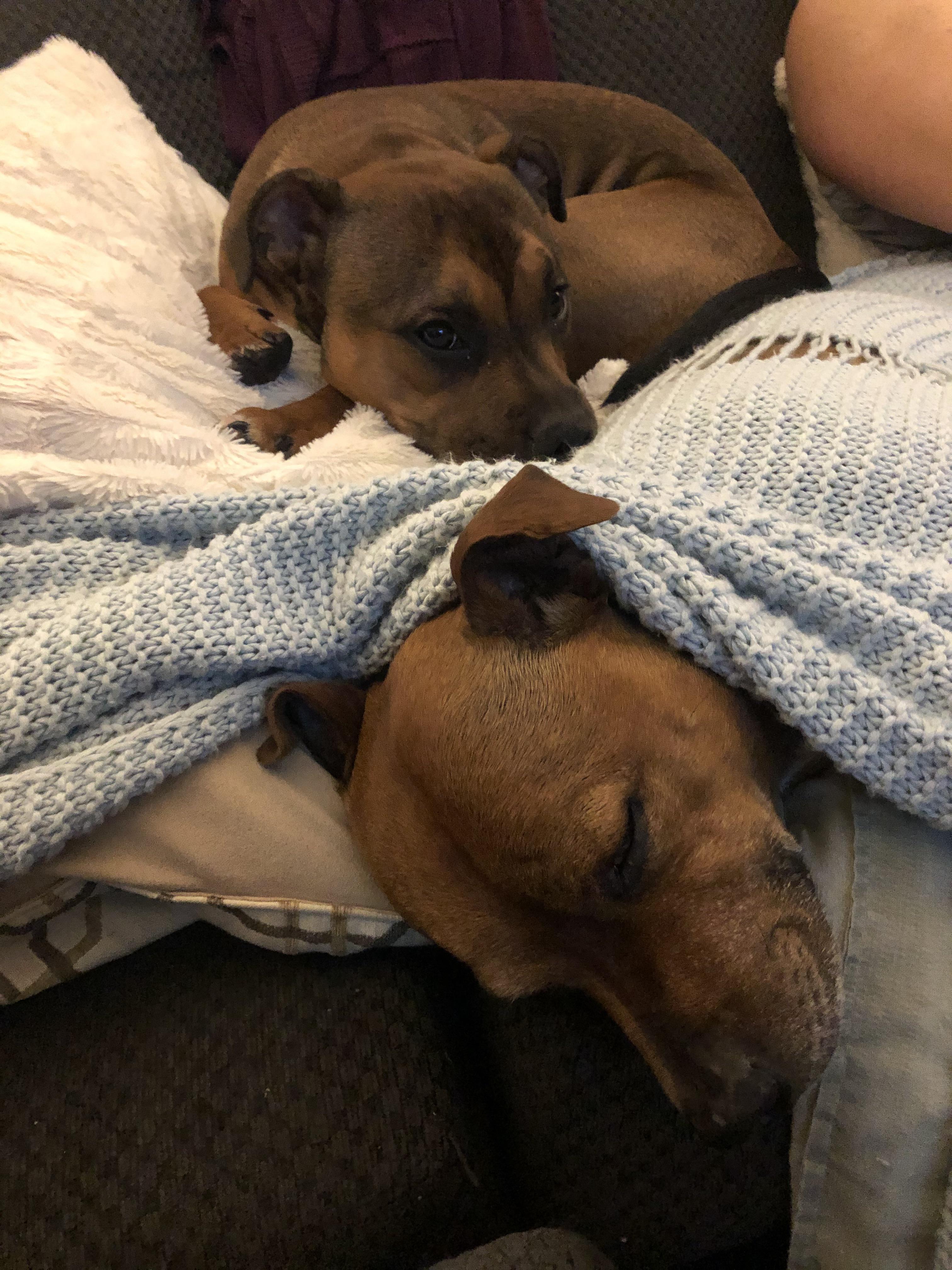 It’s a double decker dog | Scrolller