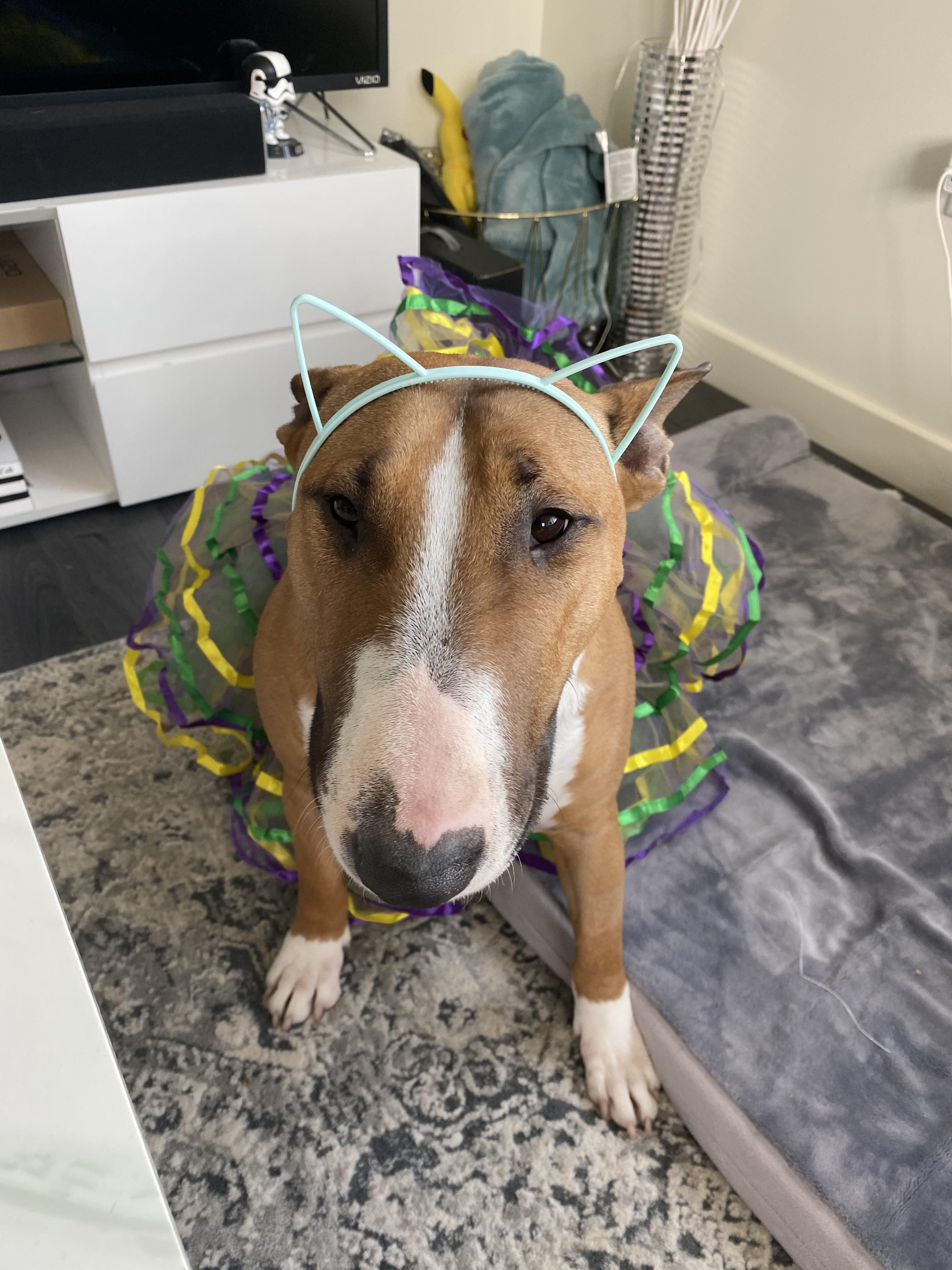 It’s definitely Monday. Daisy seems to think so. | Scrolller