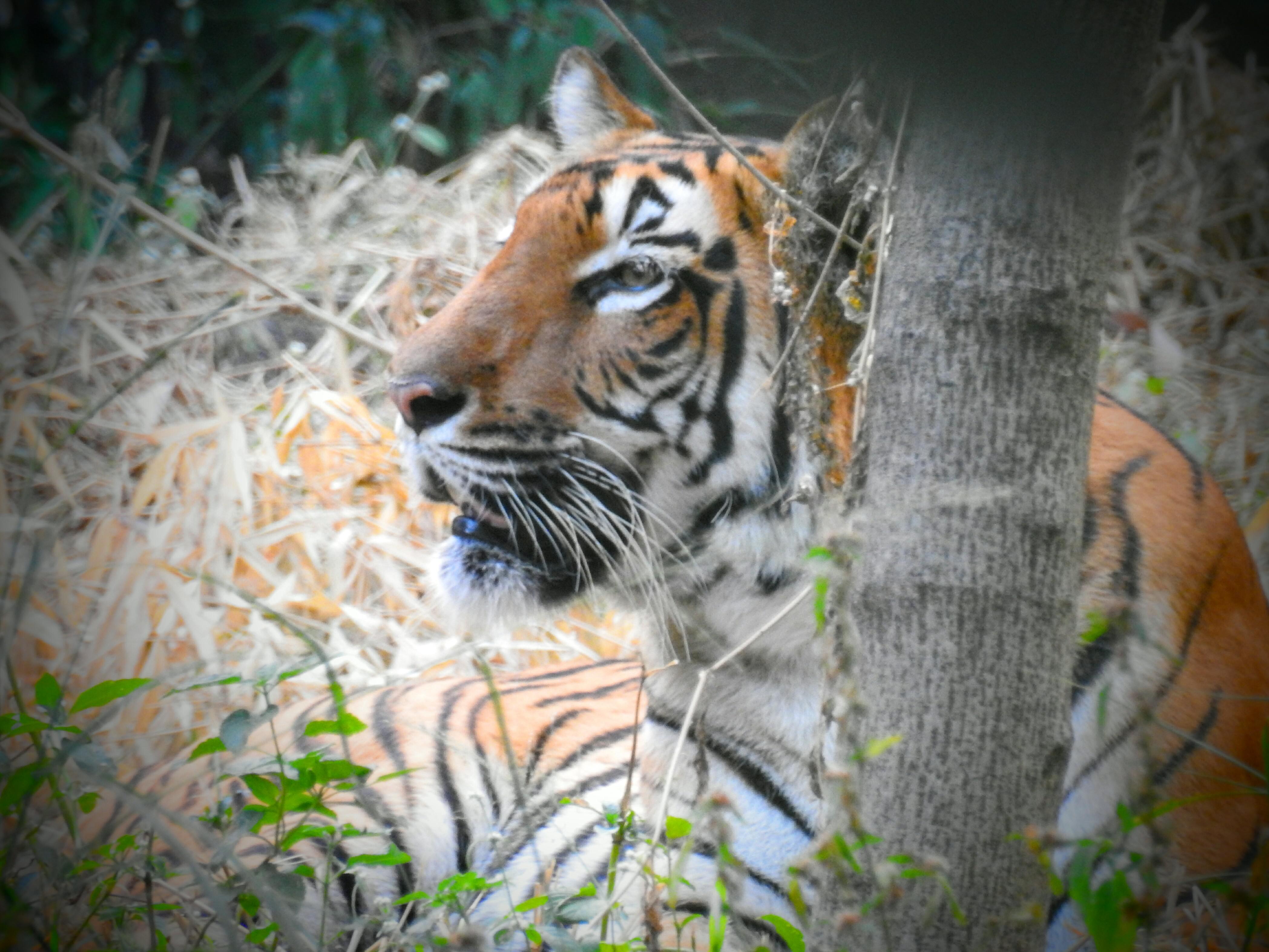 ITAP her resting after meal | Scrolller