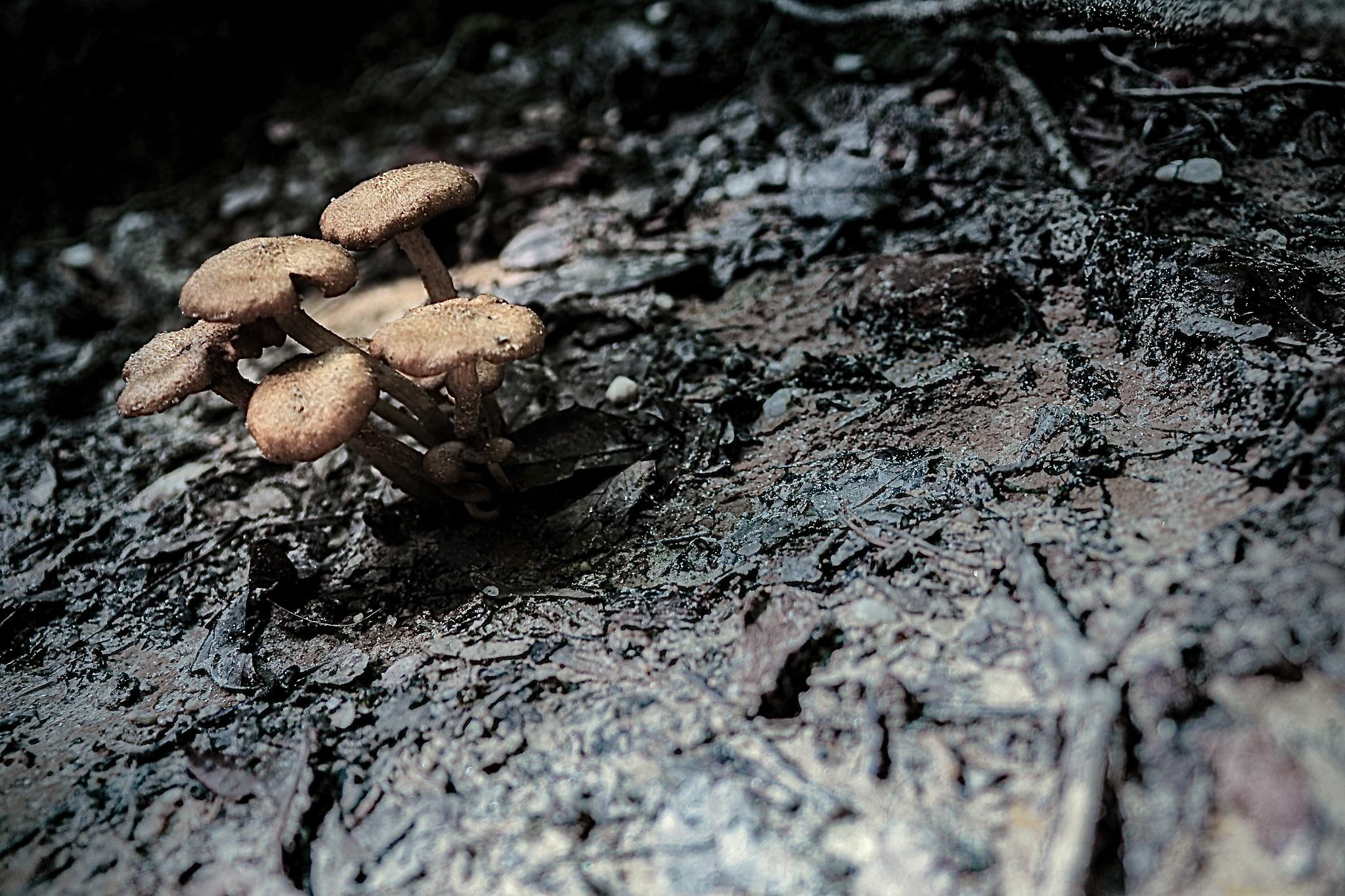 ITAP of a cluster of mushrooms | Scrolller
