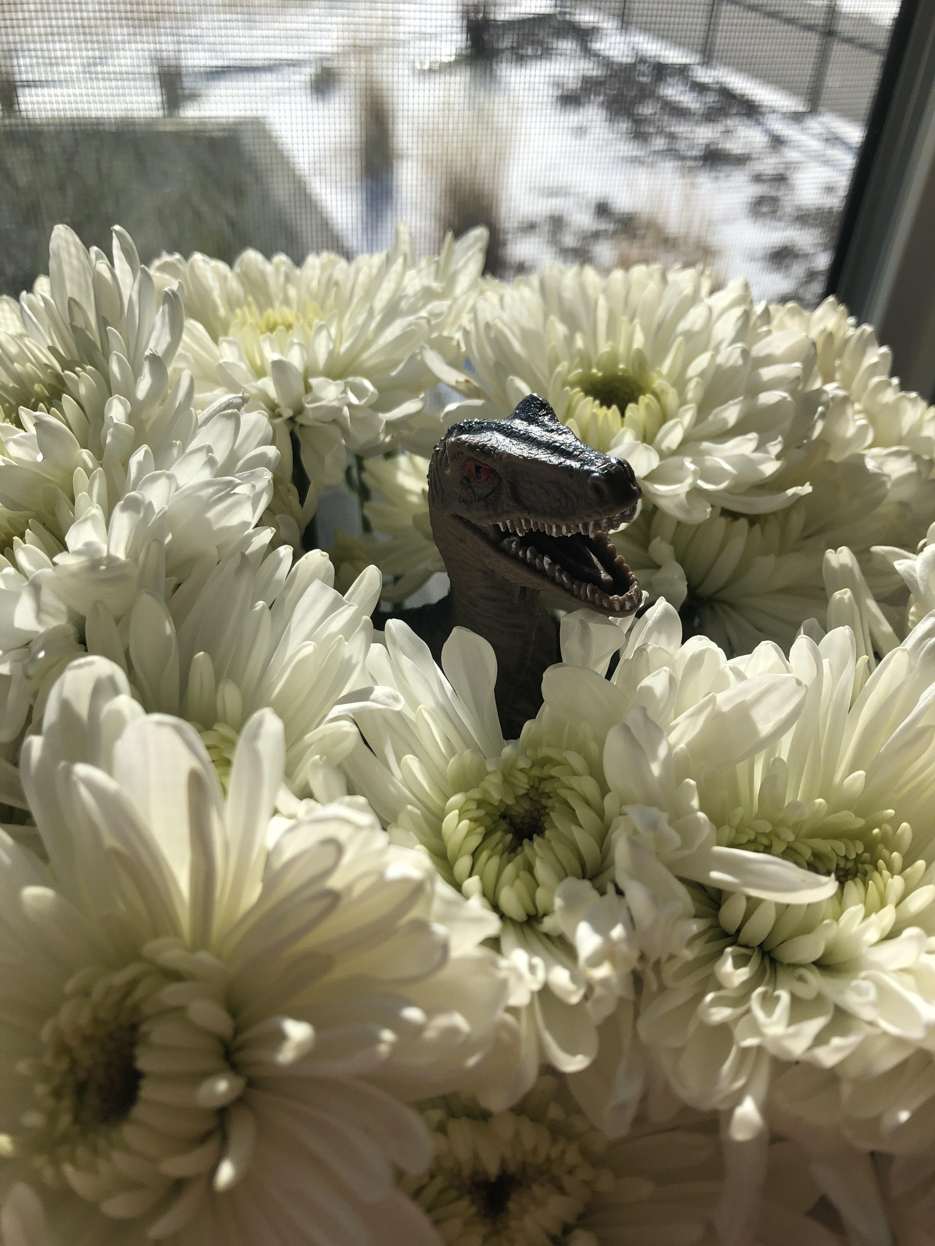 ITAP of a dinosaur in some flowers | Scrolller