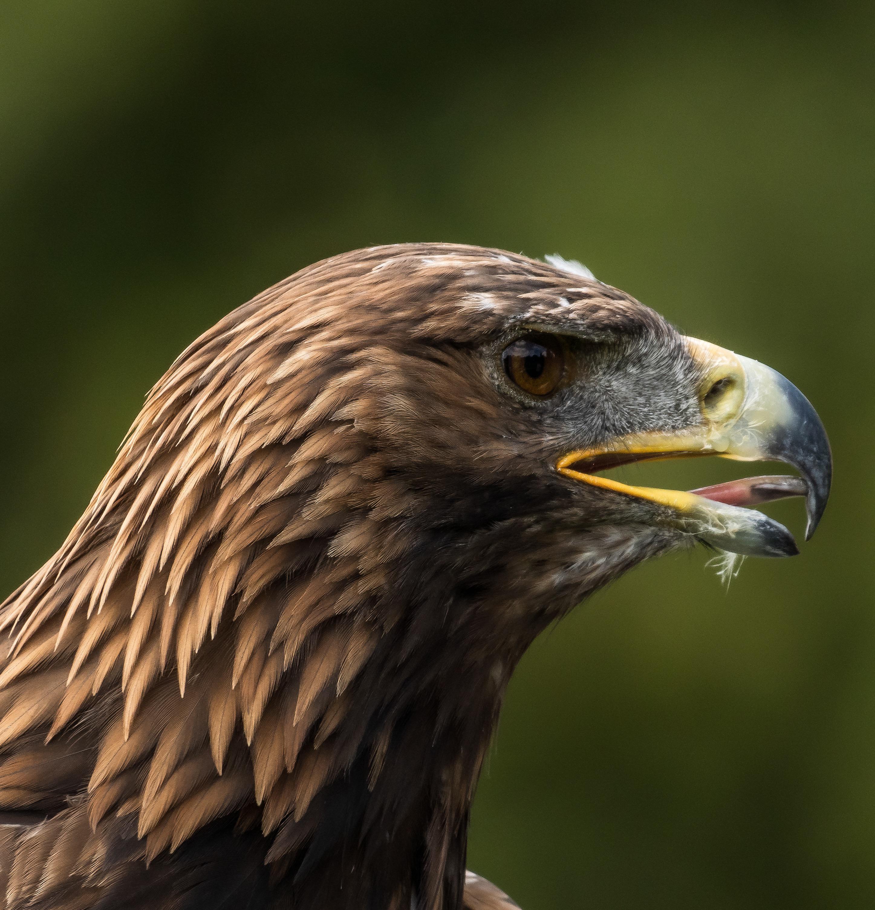 ITAP of a golden eagle | Scrolller