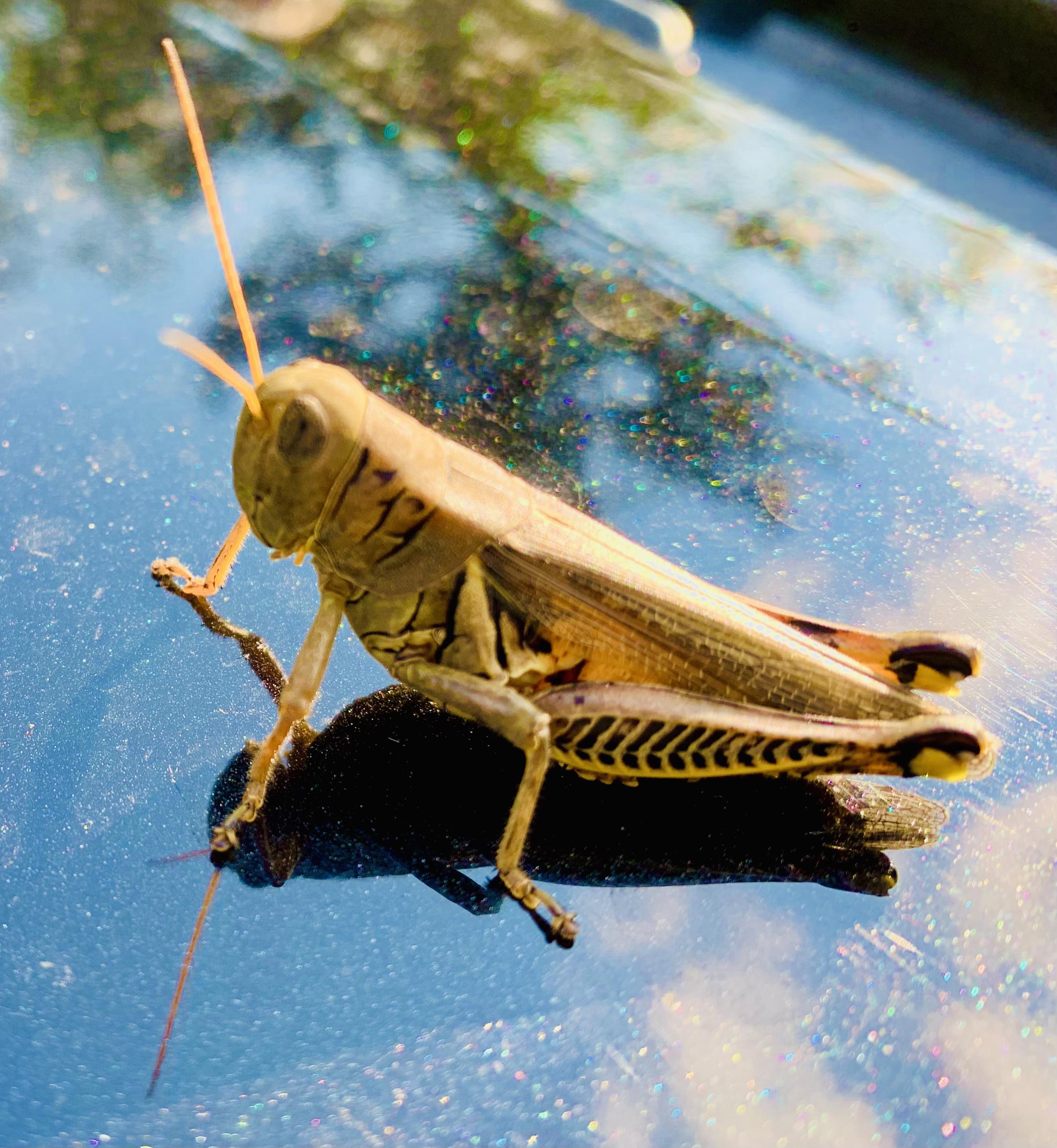 ITAP of a grasshopper with reflection and shadow | Scrolller