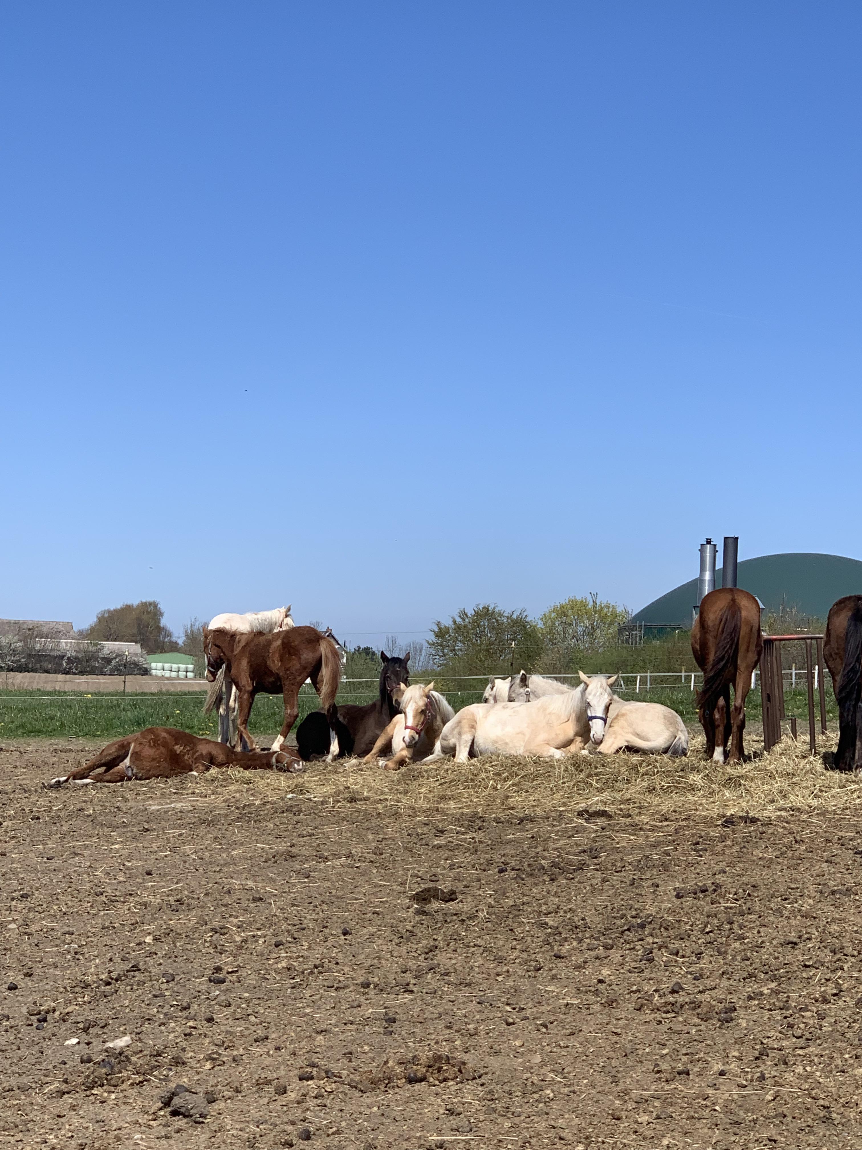 ITAP of a horse cuddlepuddle | Scrolller